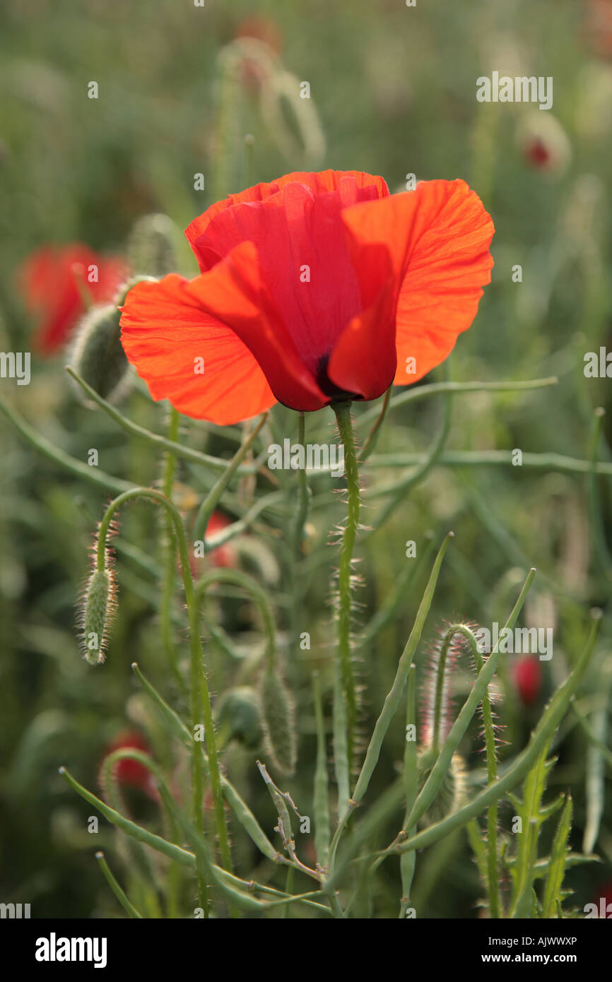 "Single red Poppy" in a "Cambridge field Stock Photo - Alamy