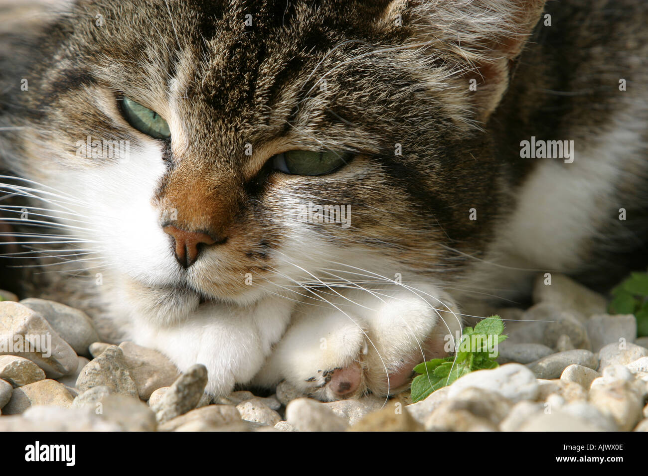 Domestic cat dozing Stock Photo - Alamy