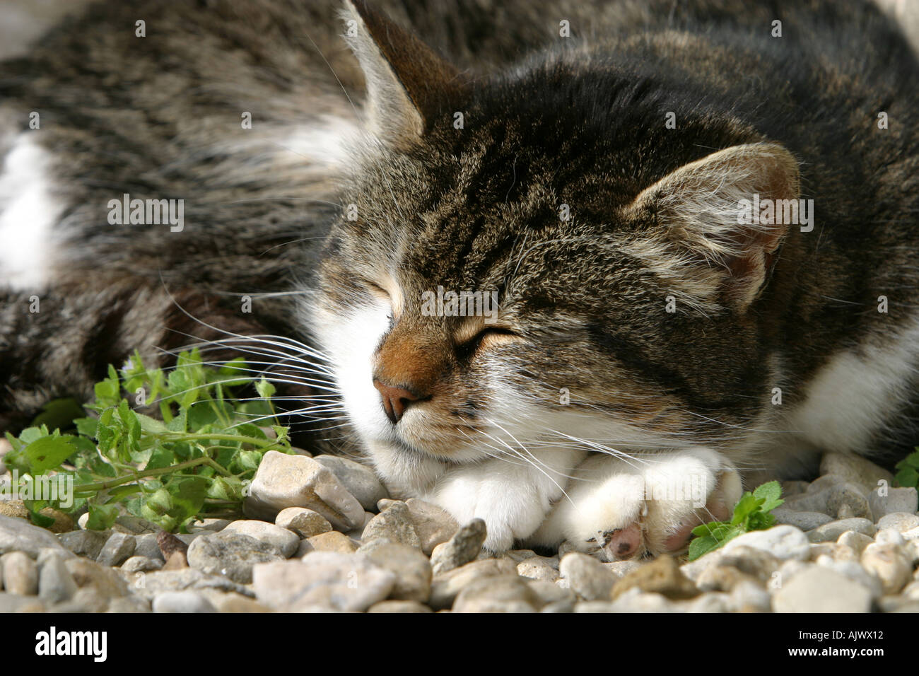 Domestic cat dozing Stock Photo - Alamy