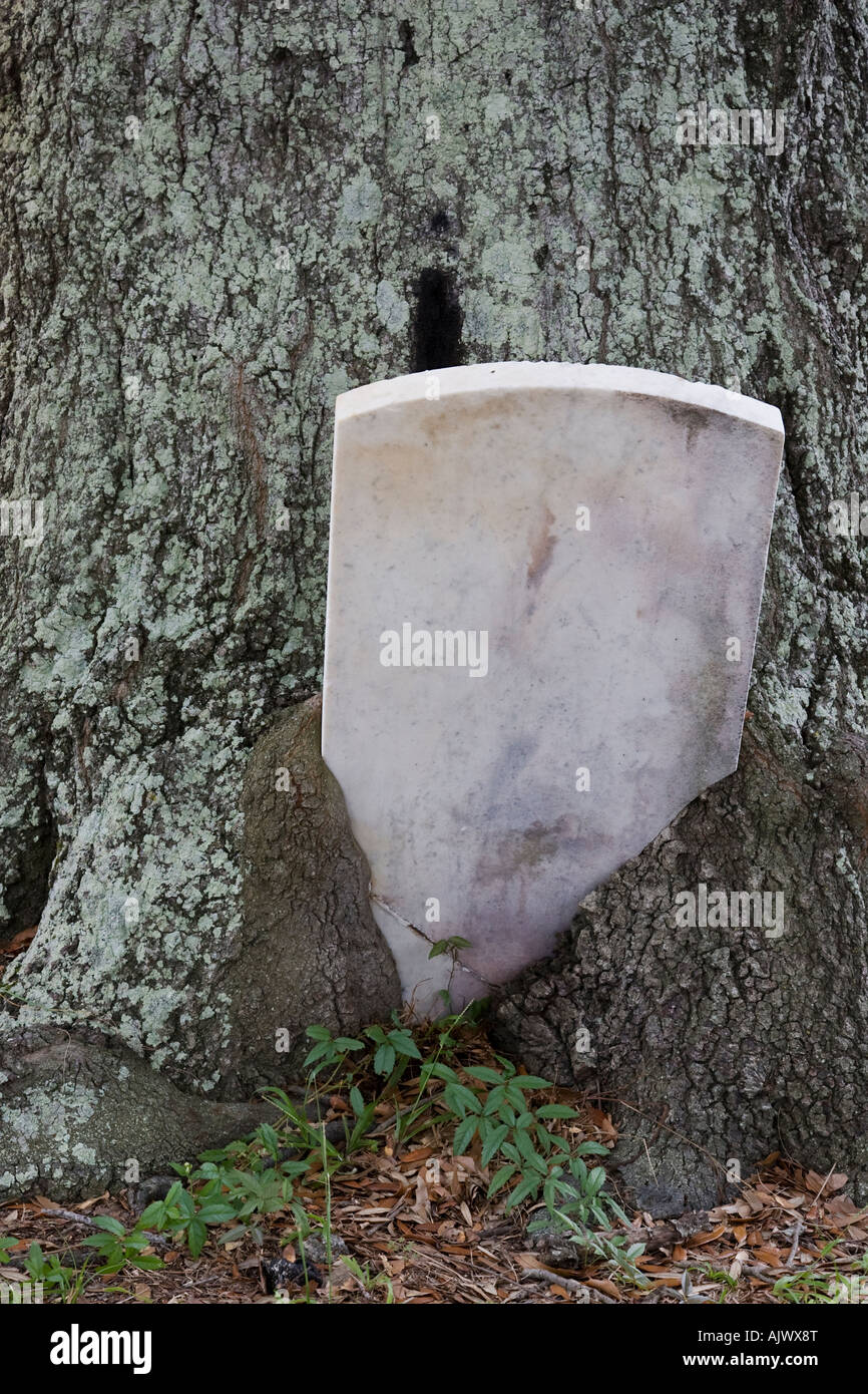 Oak tree growing around and enveloping a 19th century grave marker ... Oak tree growing around and enveloping a 19th century grave marker ...