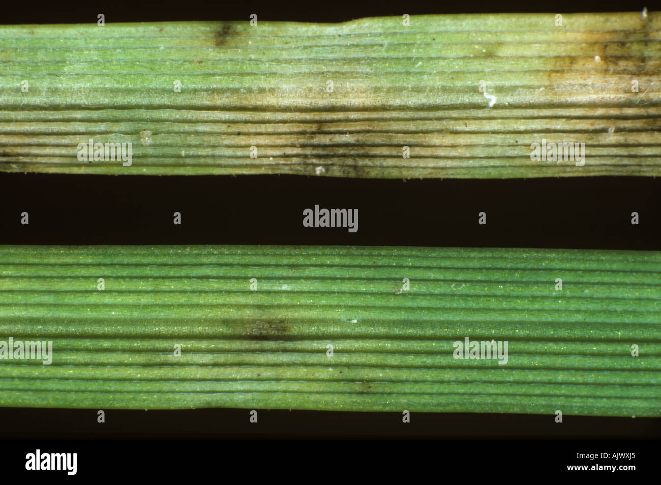 Turfgrass pathogen hi-res stock photography and images - Alamy