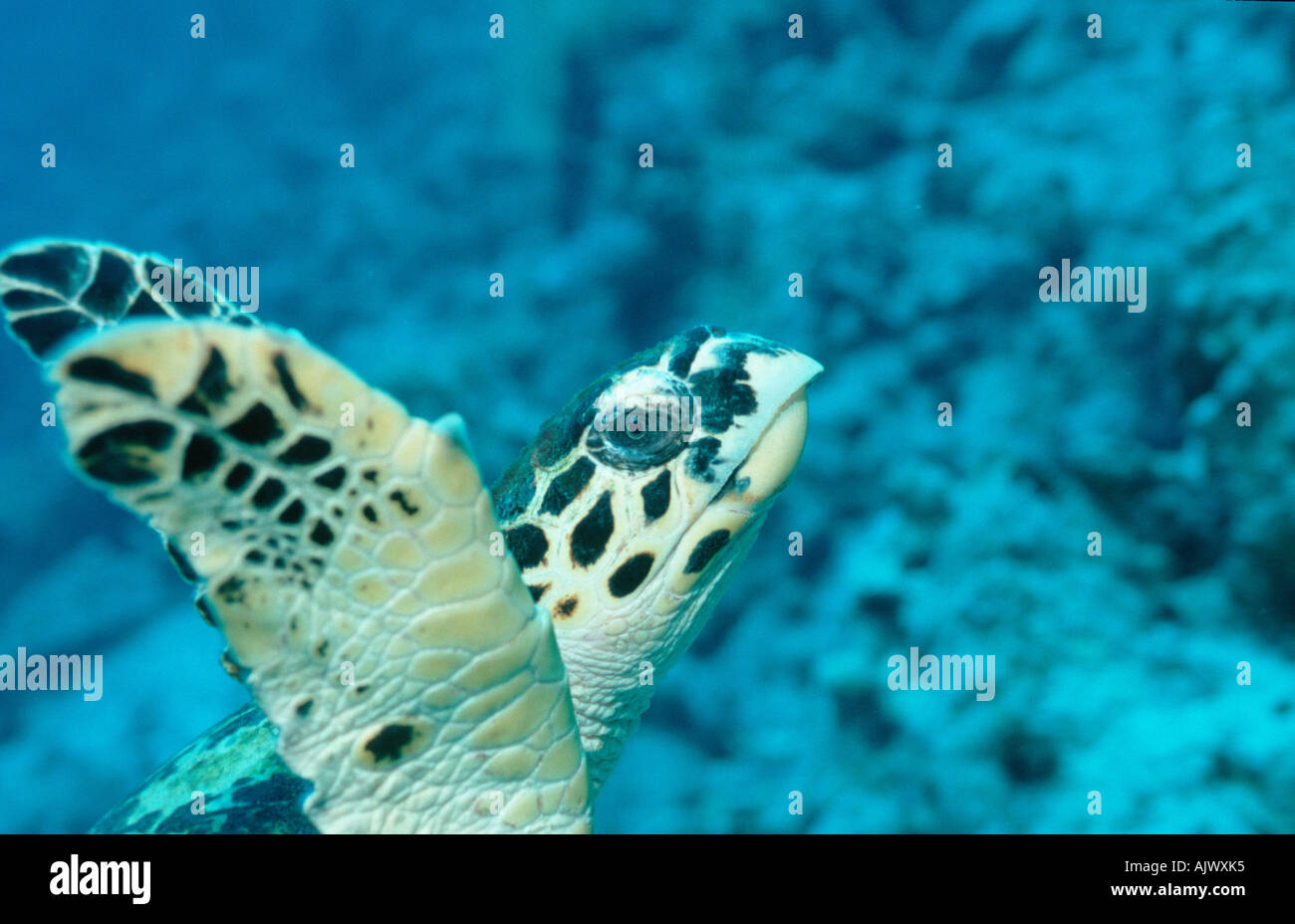 Green sea tortoises chelonia hi-res stock photography and images - Alamy
