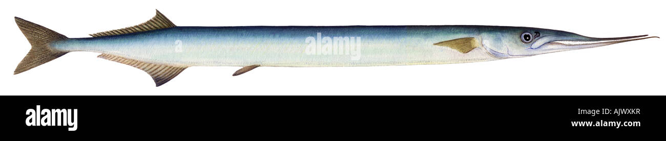 Garfish (Belone belone), drawing Stock Photo - Alamy