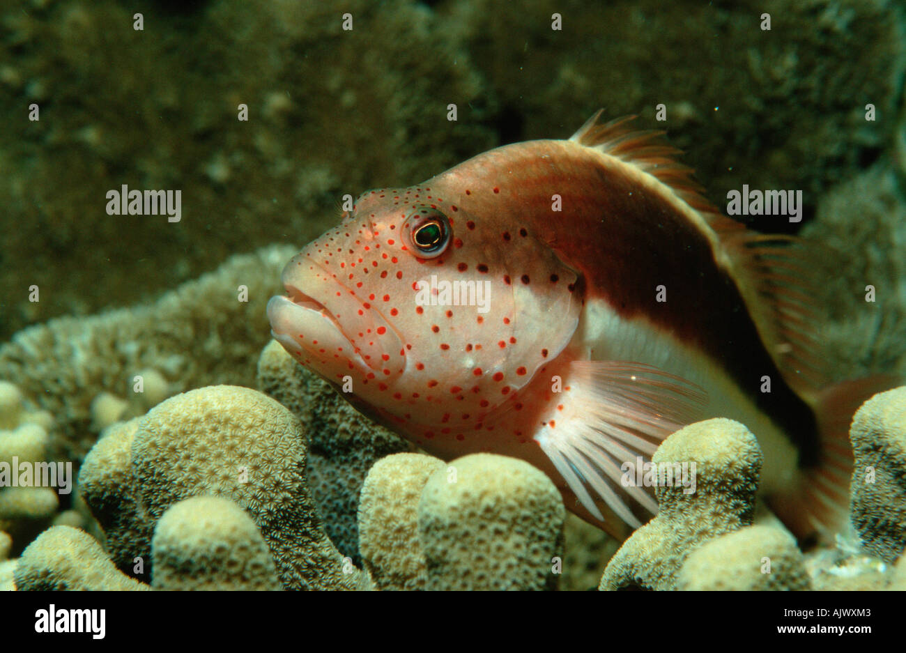 Freckled Hawkfish / Forster's Hawkfish Stock Photo - Alamy