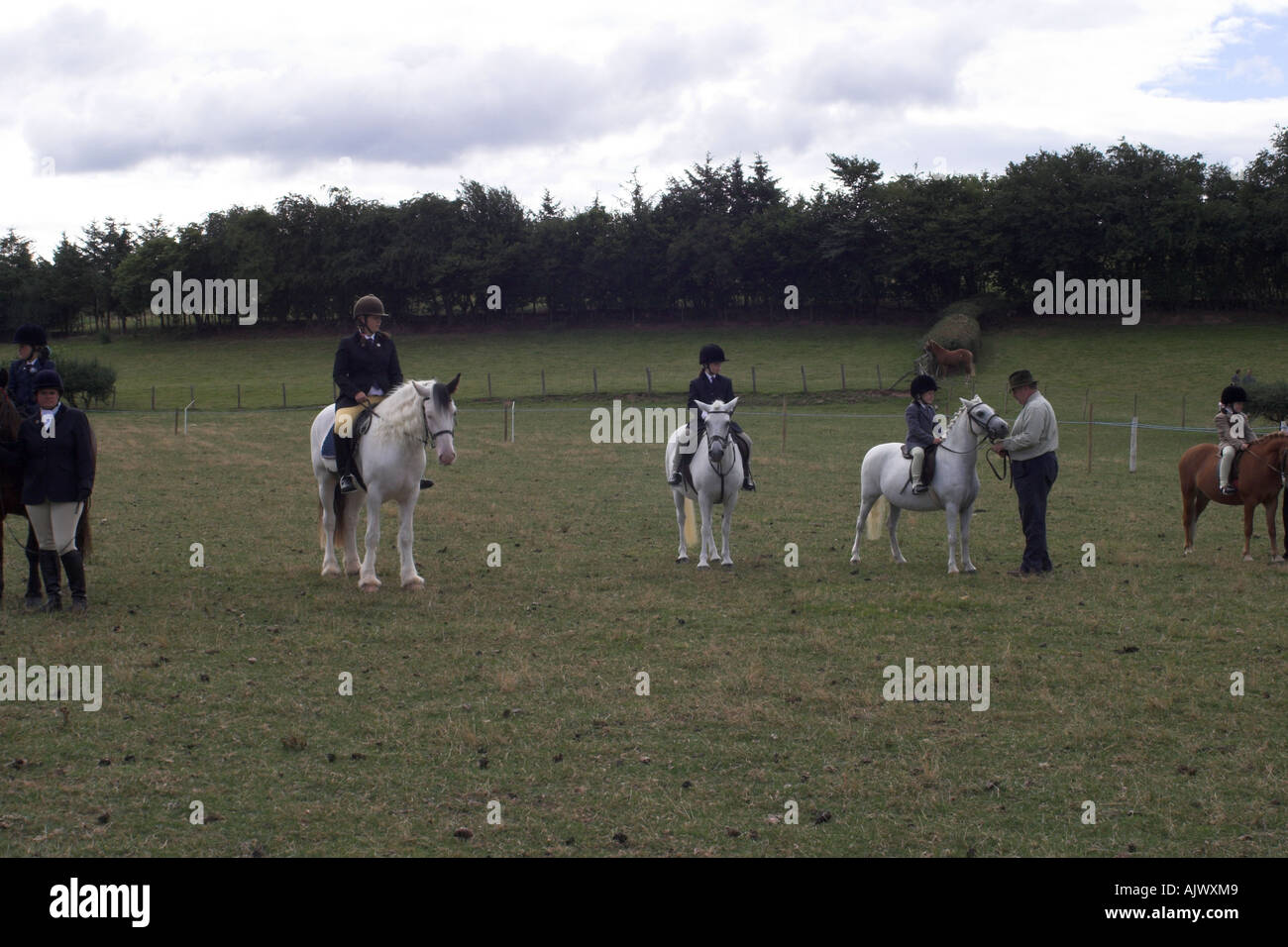 Show ponies hi-res stock photography and images - Alamy