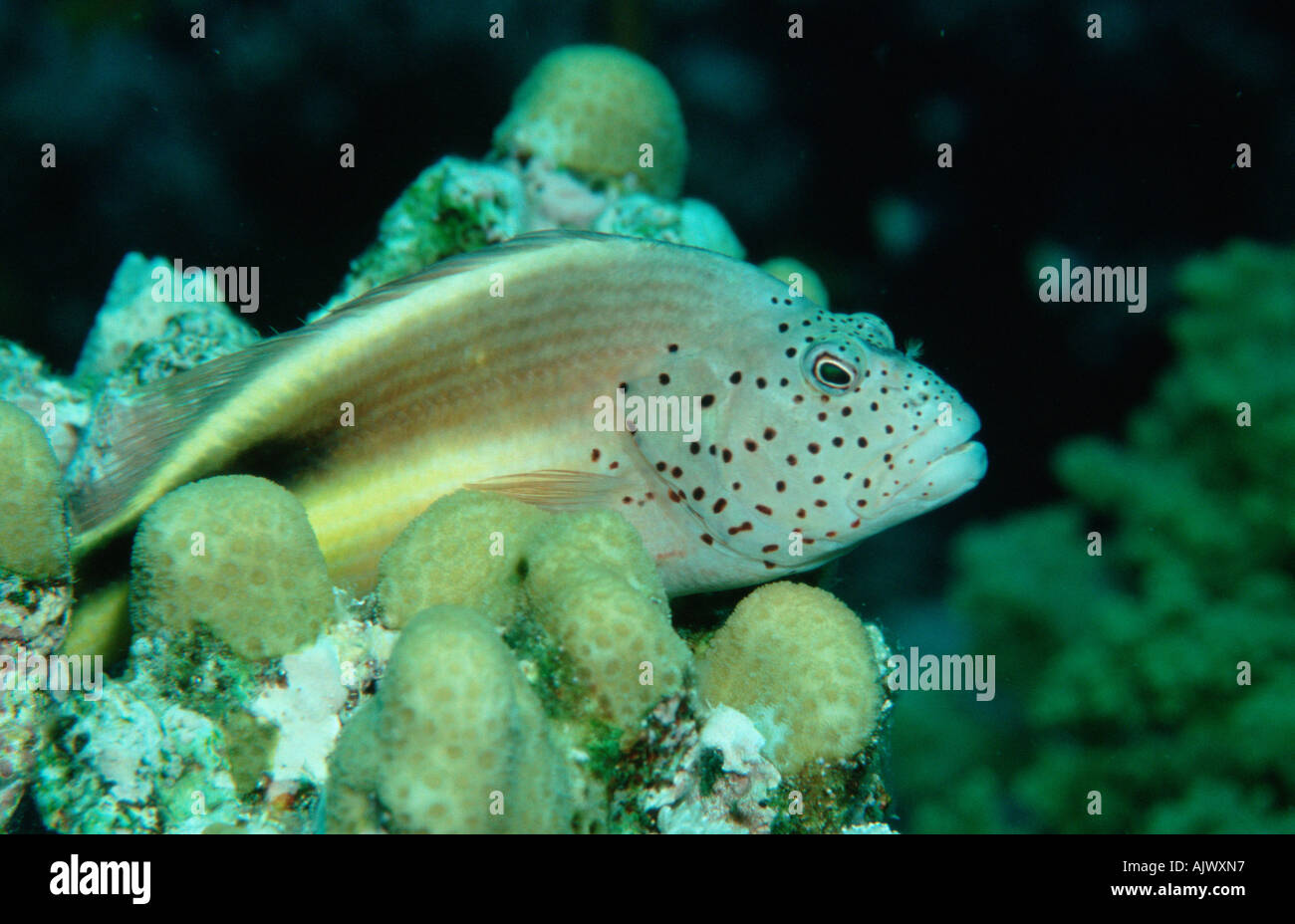 An adult freckled hawkfish hi-res stock photography and images - Alamy