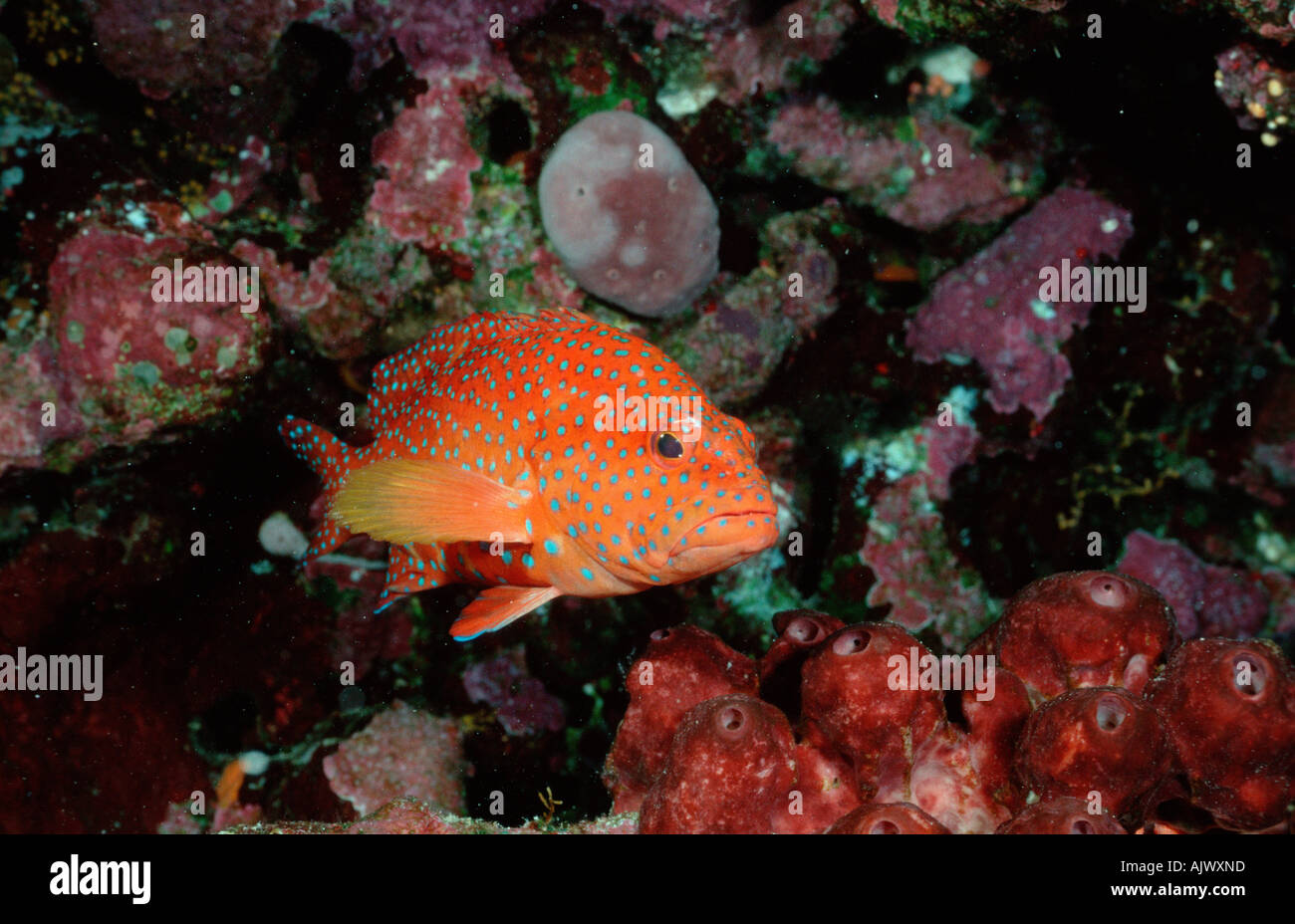 Coral grouper cephalopholis miniata other hi-res stock photography and ...