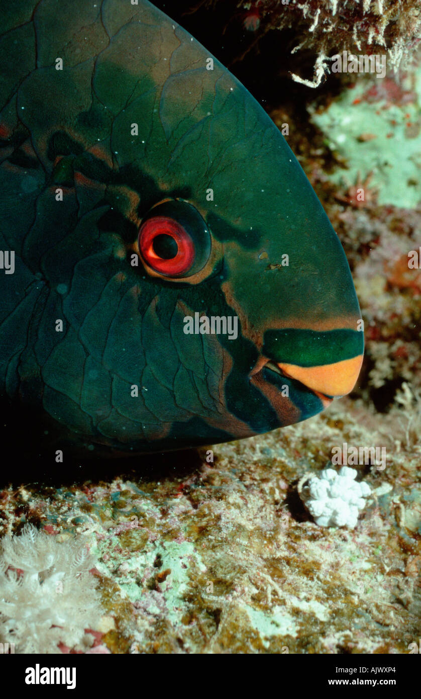 Rusty Parrot Fish Stock Photo - Alamy