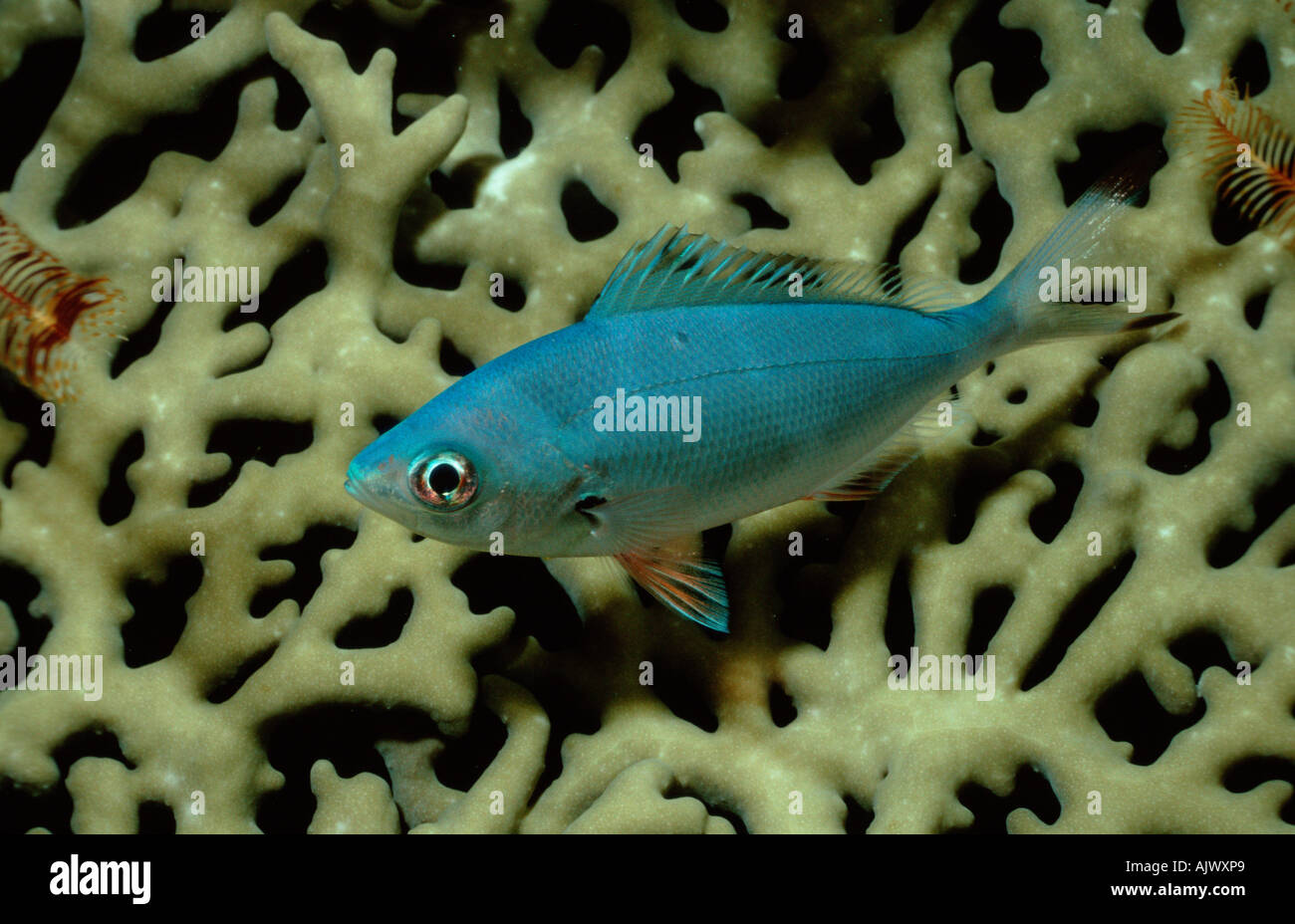 Fusilier fish hi-res stock photography and images - Alamy
