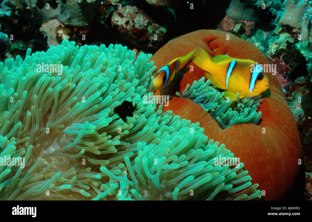 Red Sea Clown Fish Stock Photo - Alamy