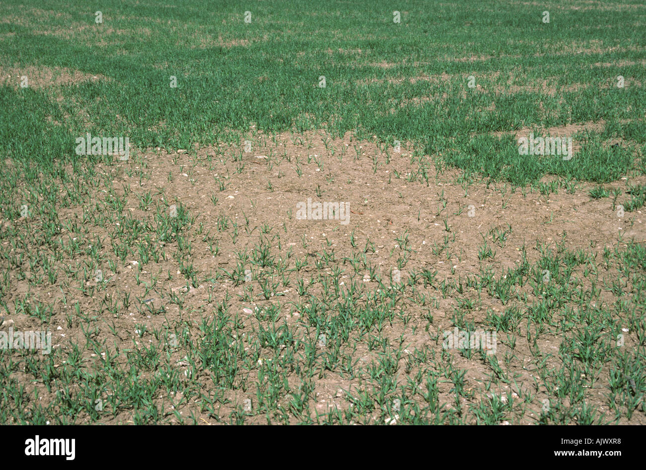 Patchy spring barley crop caused by poor germination Stock Photo - Alamy