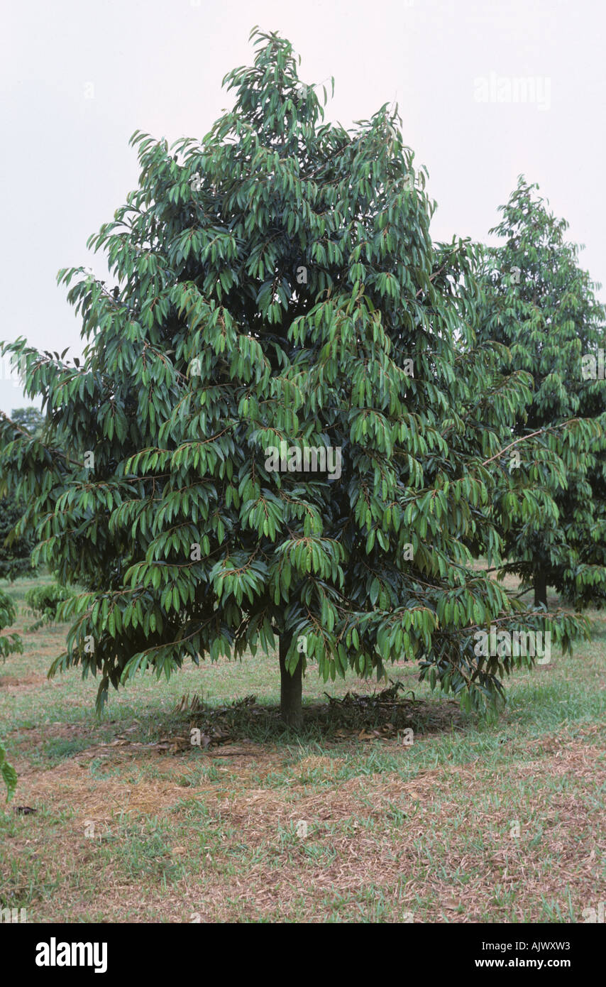 Durian tree hi-res stock photography and images - Alamy