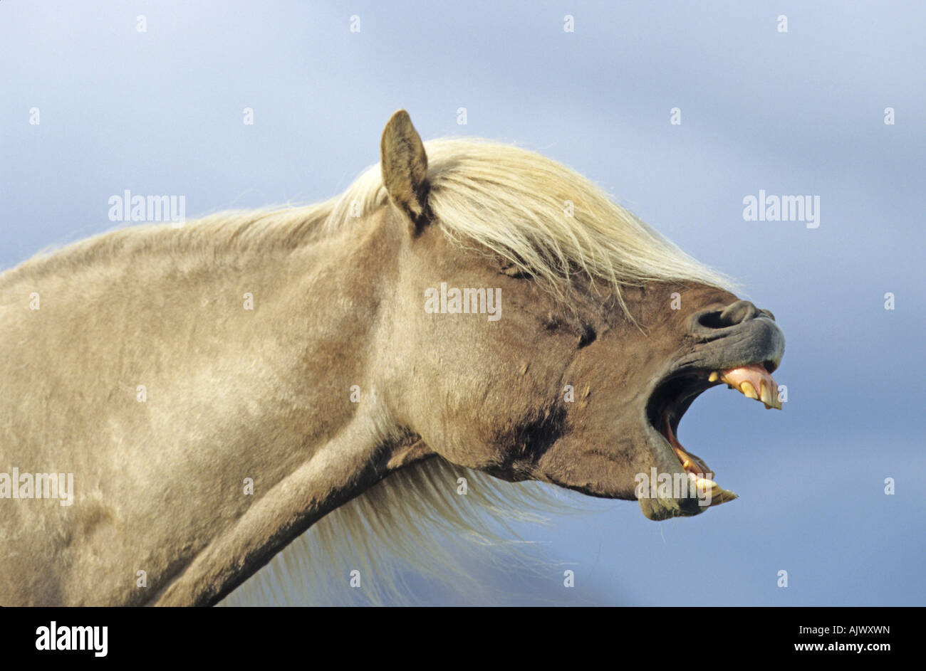 Icelandic Horse (Equus caballus), stallion yawning Stock Photo - Alamy