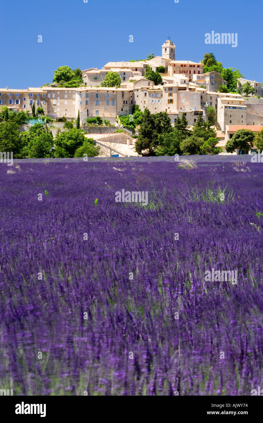Hilltop Village of Banon viewed over Lavander fields Provence France ...