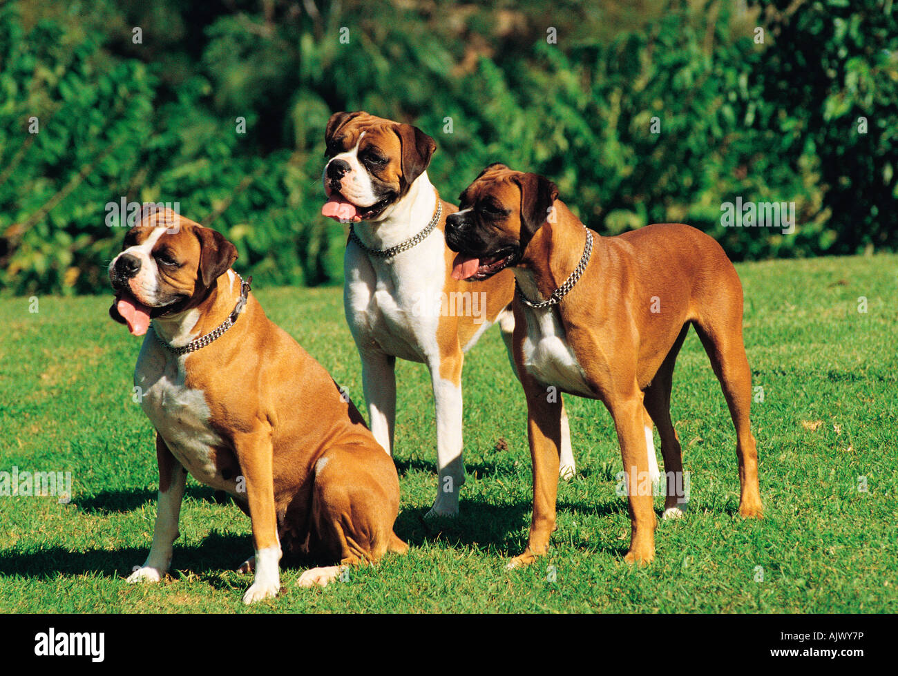 Three boxer dogs hi-res stock photography and images - Alamy