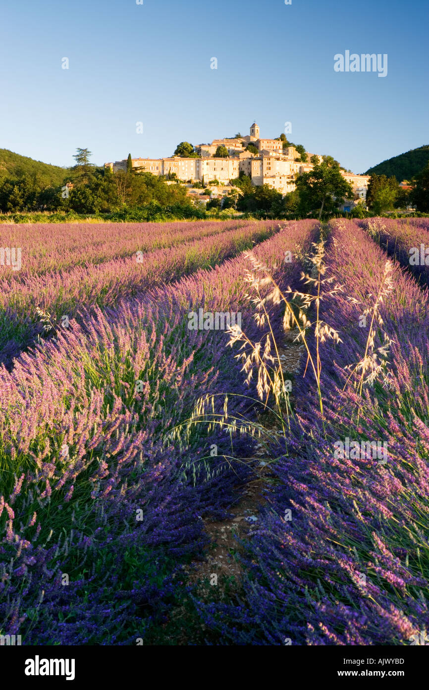 France Provence View over Lavander to hilltop village of Banon Stock ...