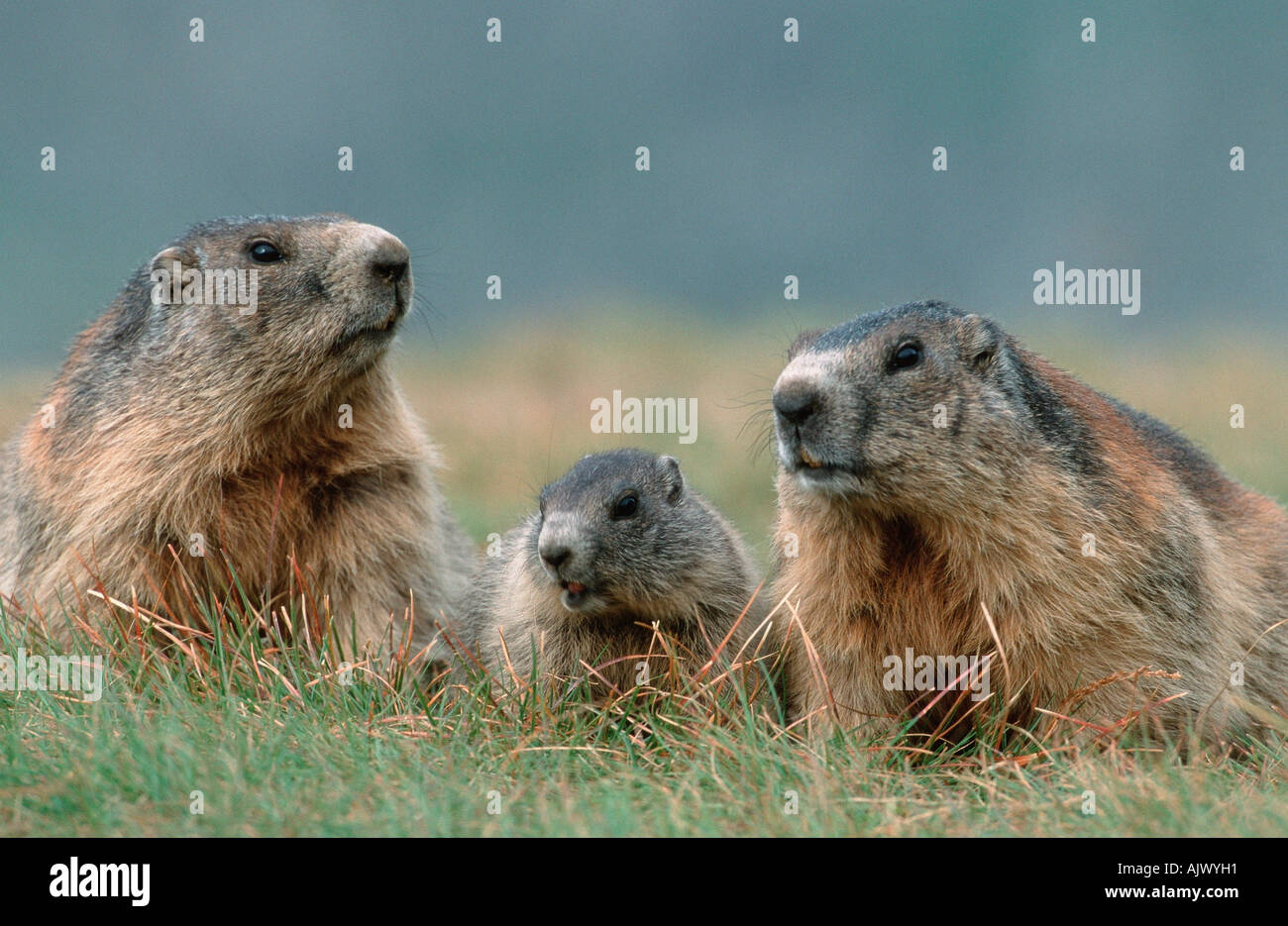 Three marmota marmota alpine marmot hi-res stock photography and images ...