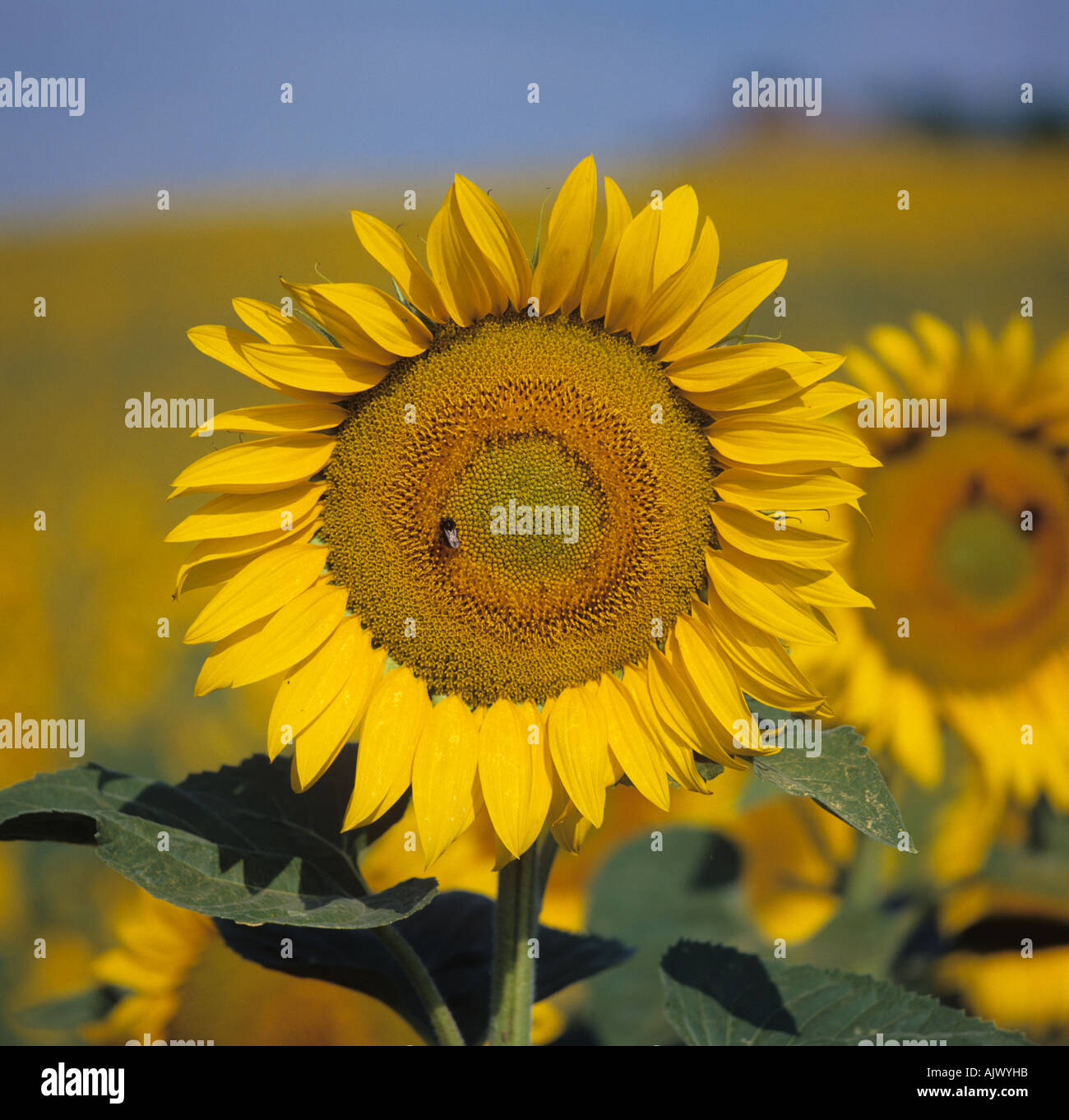 Yellow disc florets sunflower hi-res stock photography and images - Alamy