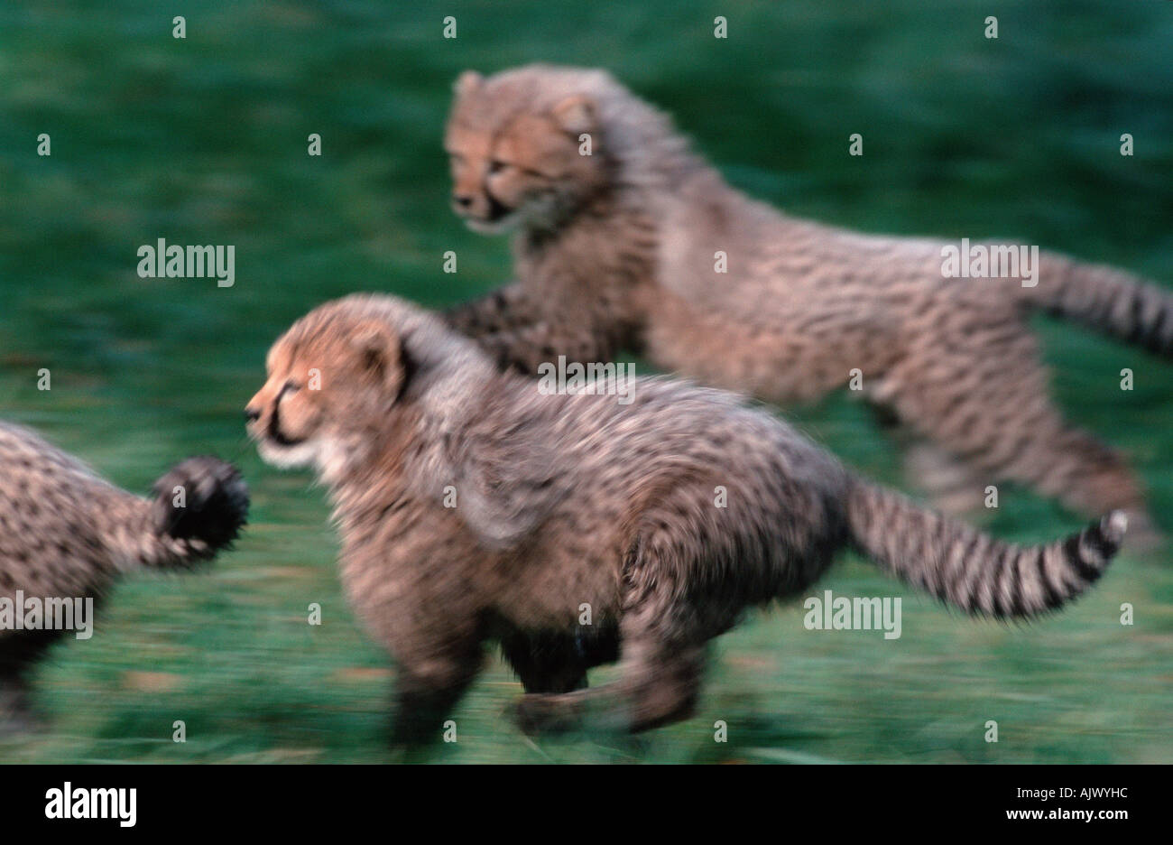Cheetah siblings running hi-res stock photography and images - Alamy