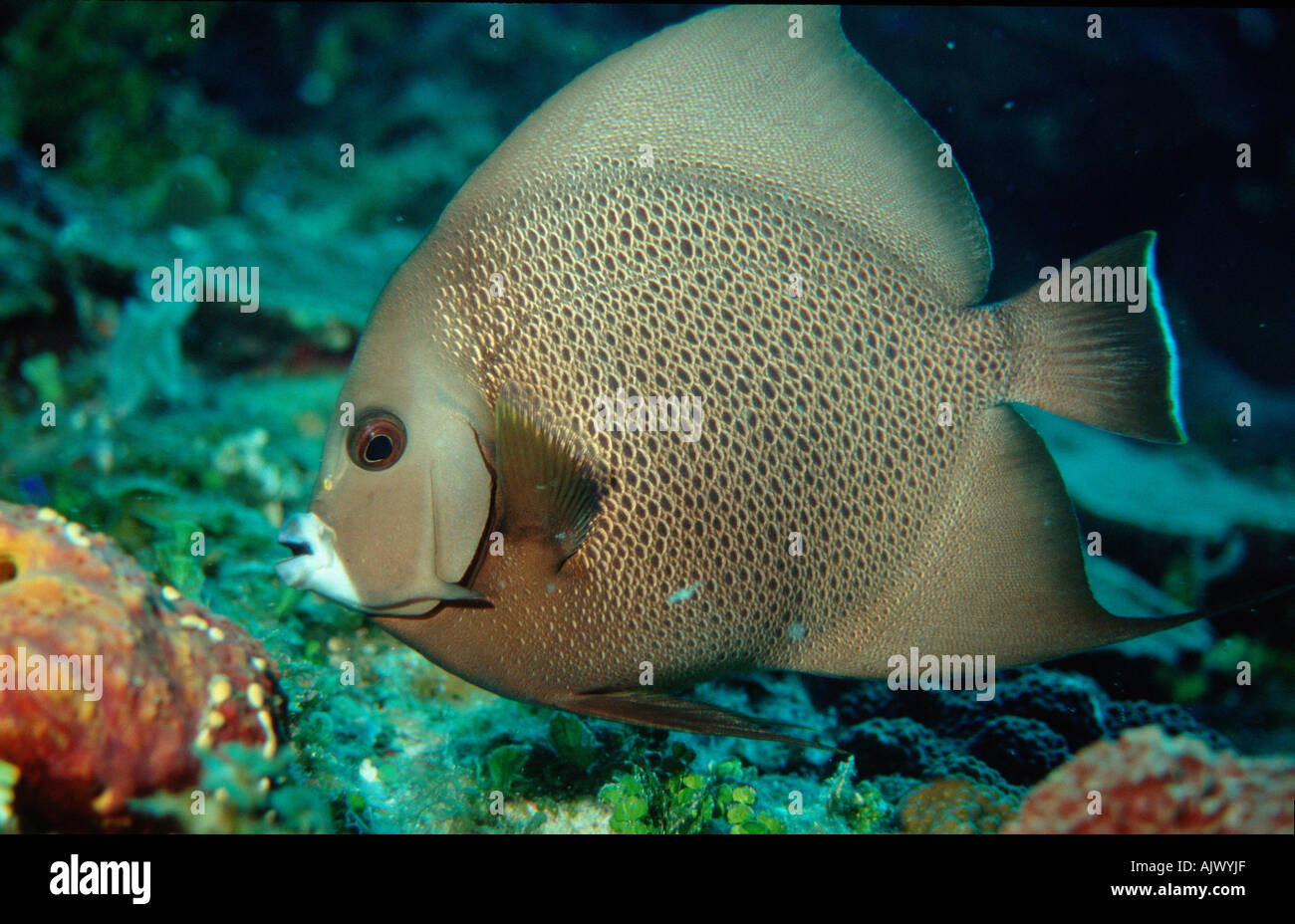 Grey angelfish pomacanthus arcuatus hi-res stock photography and images ...