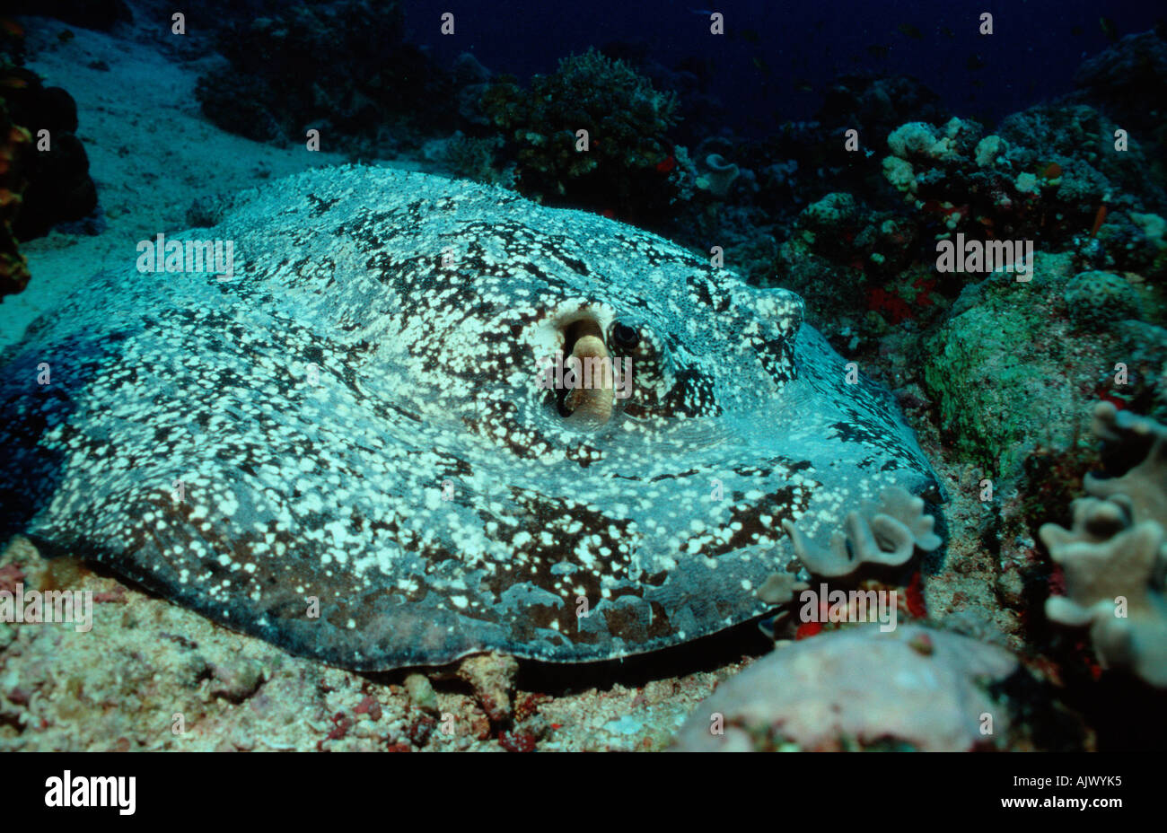 Round ribbontail hi-res stock photography and images - Alamy