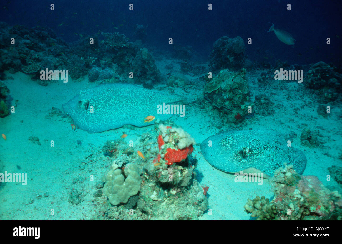 Round Ribbontail Ray Stock Photo - Alamy