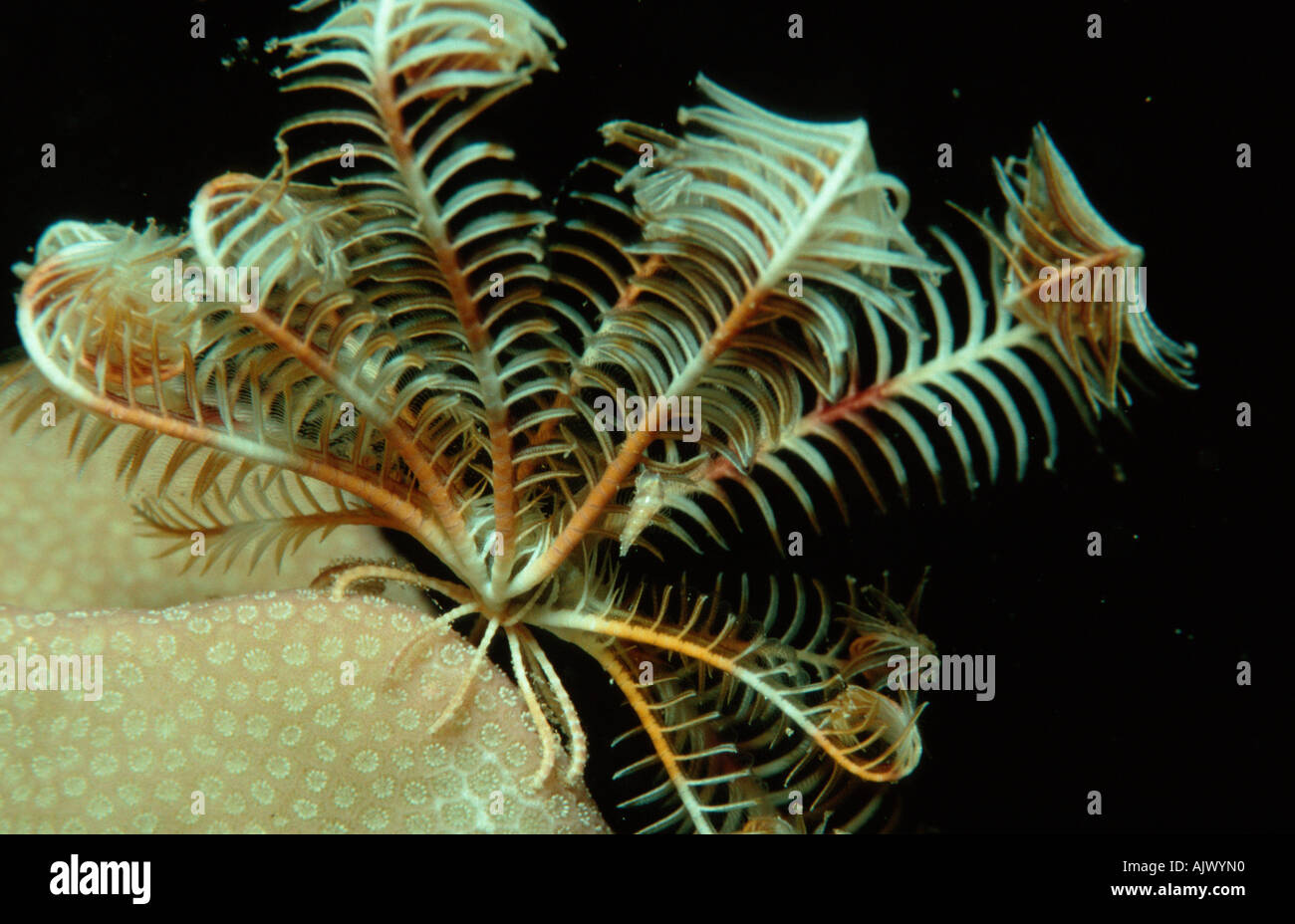 Feather star underwater in hi-res stock photography and images - Alamy