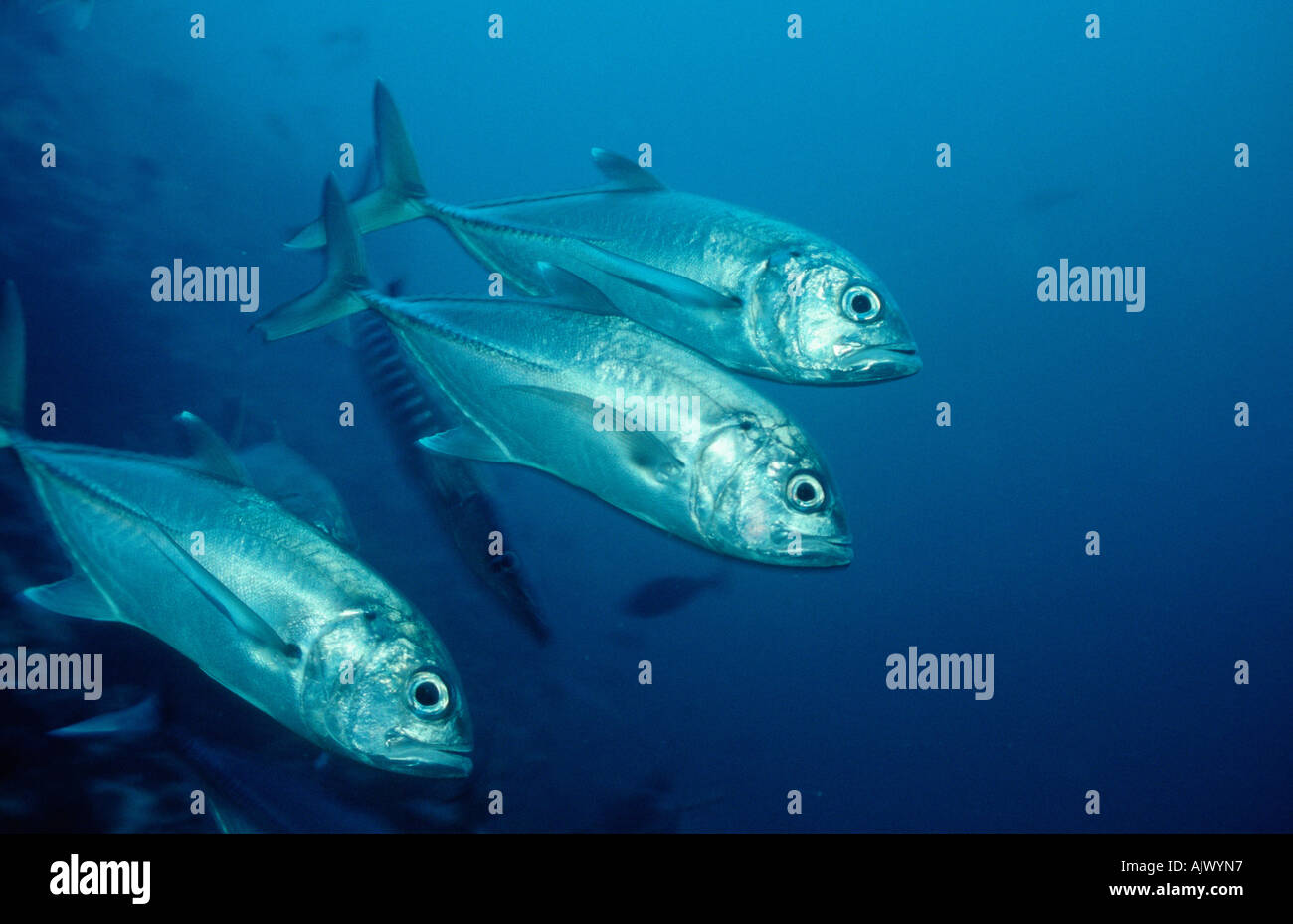 Horse-eye Jack / Horse-eye Trevally Stock Photo - Alamy
