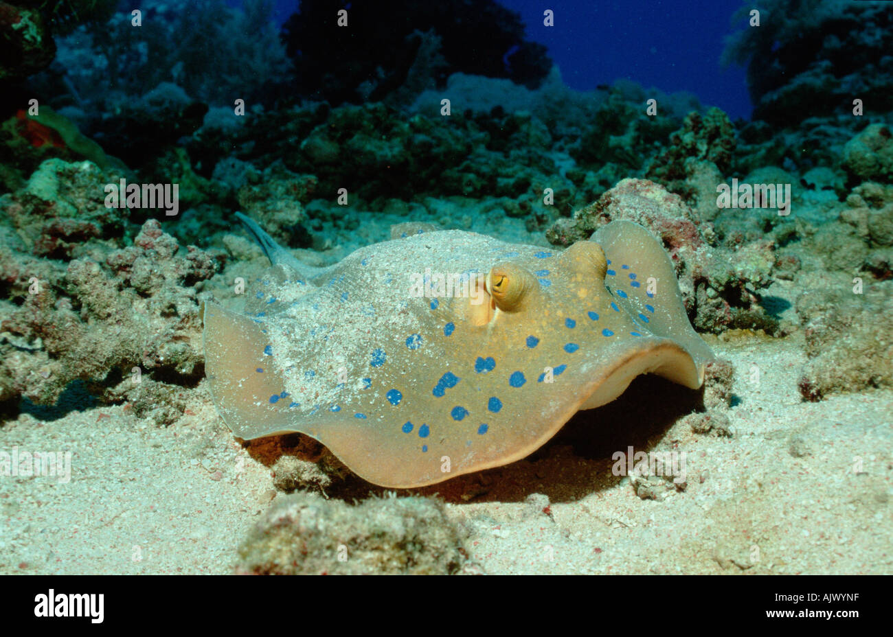 Blue-spotted Sting Ray Stock Photo - Alamy