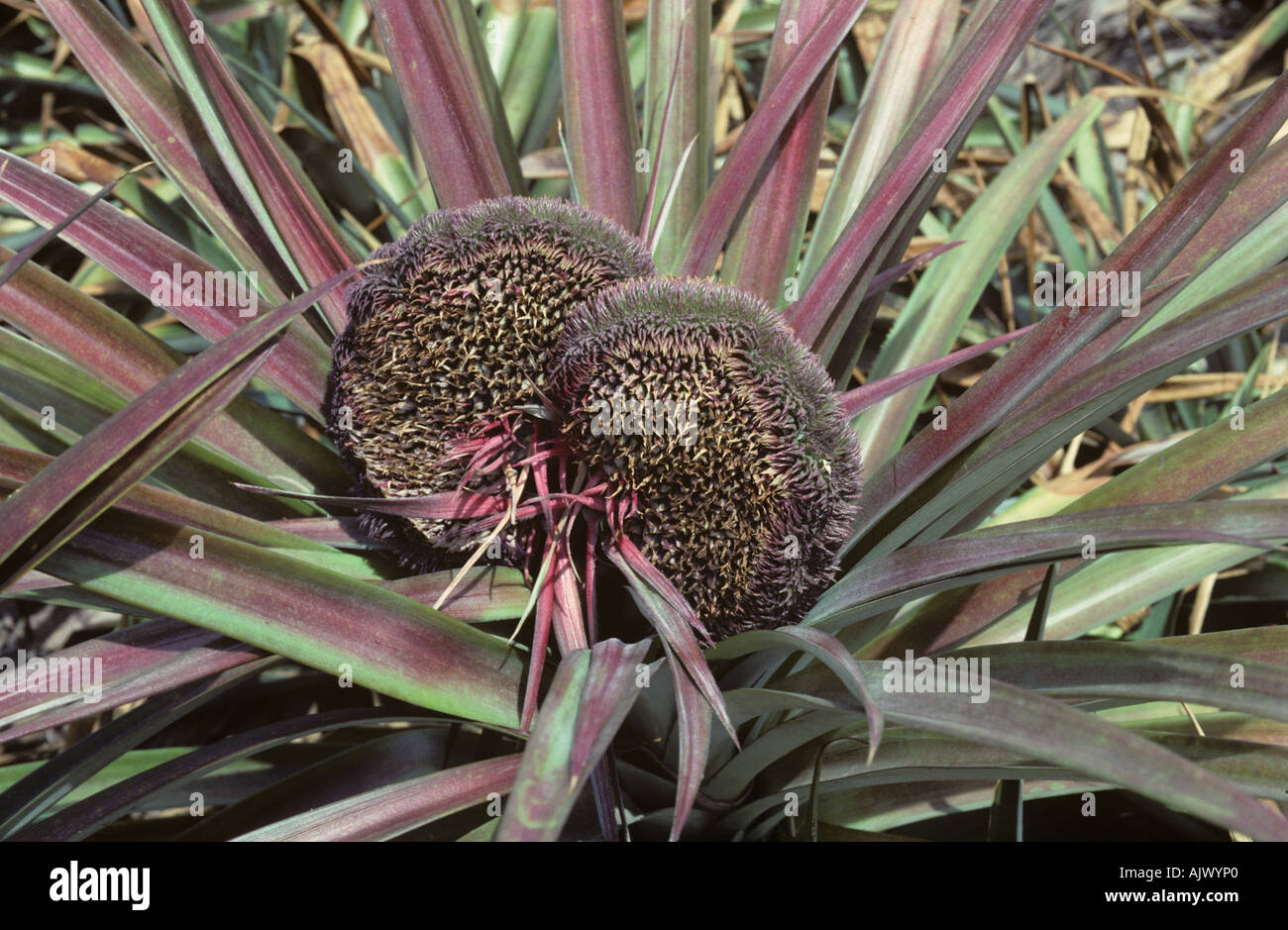Fasciation to pineapple flower probably causeed by a mycoplasma like ...