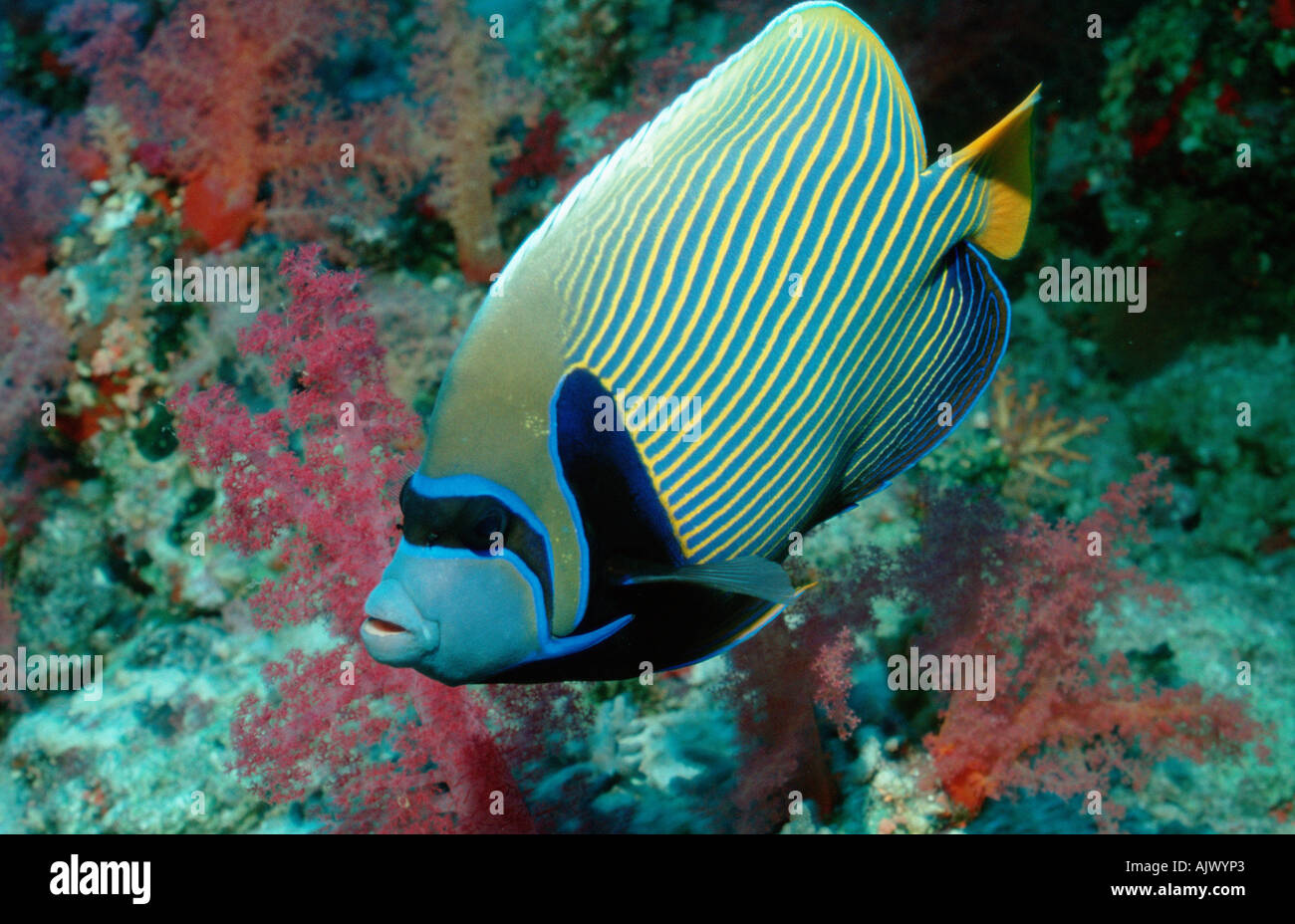 Imperator imperial fish hi-res stock photography and images - Alamy