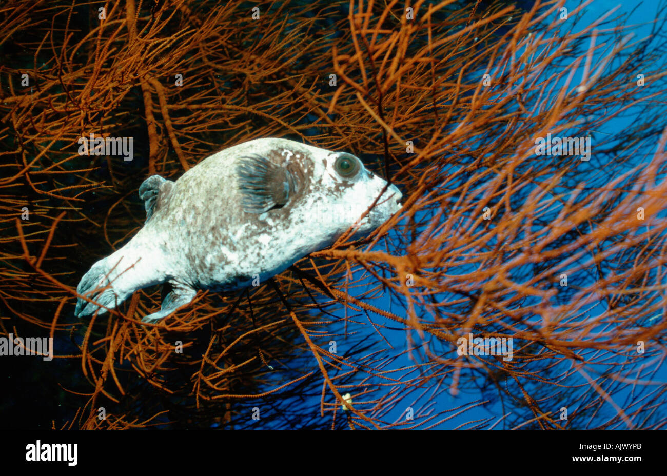 Masked puffer fish hi-res stock photography and images - Alamy