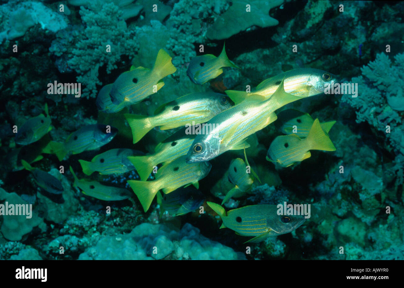 Ehrenbergii hi-res stock photography and images - Alamy