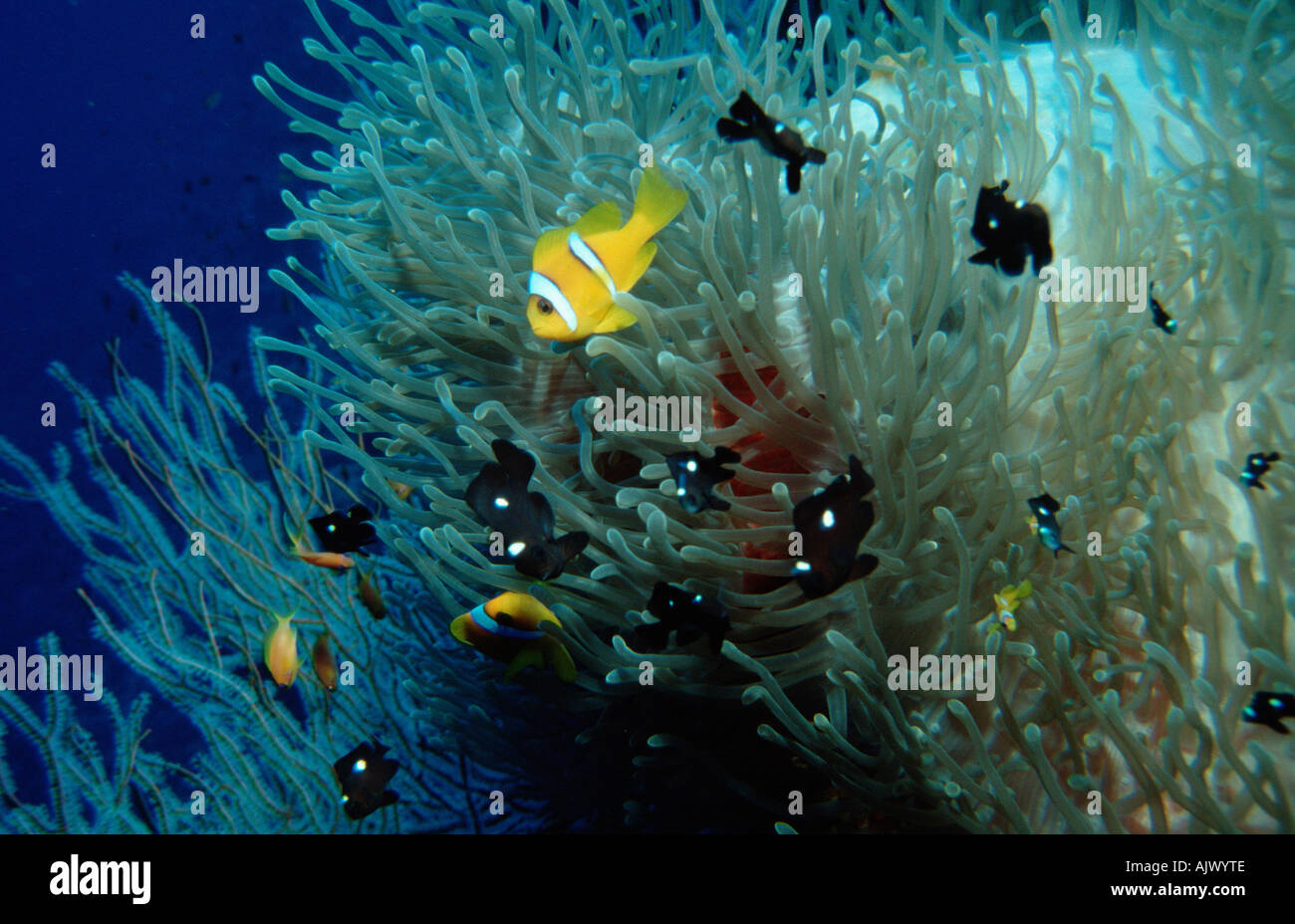 Red Sea Clown Fish Stock Photo - Alamy