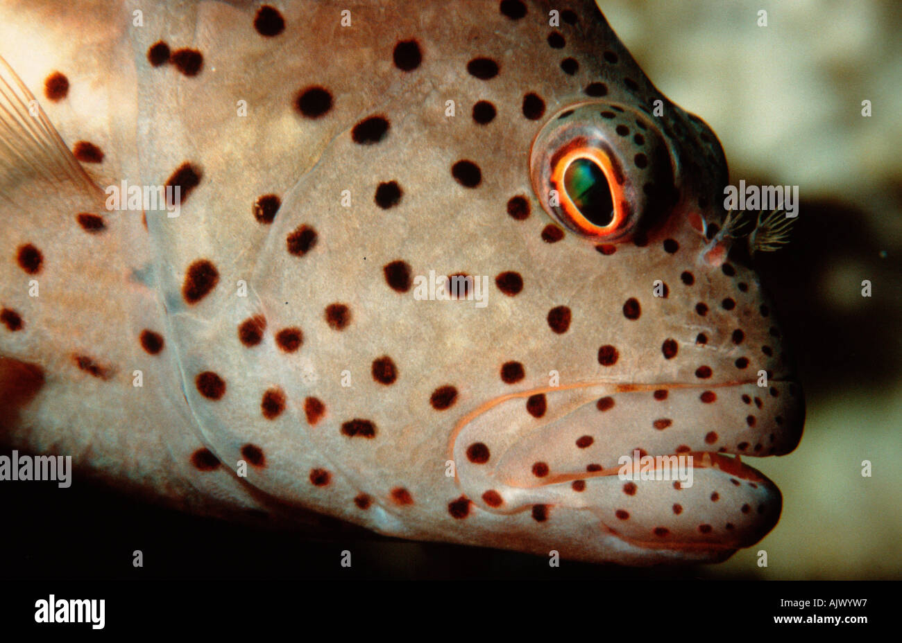 Freckled Hawkfish / Forster's Hawkfish Stock Photo - Alamy