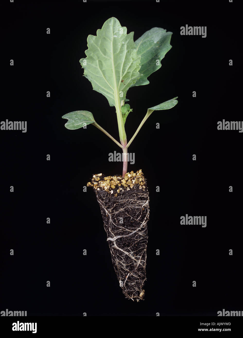 Plug plant cabbage hi-res stock photography and images - Alamy