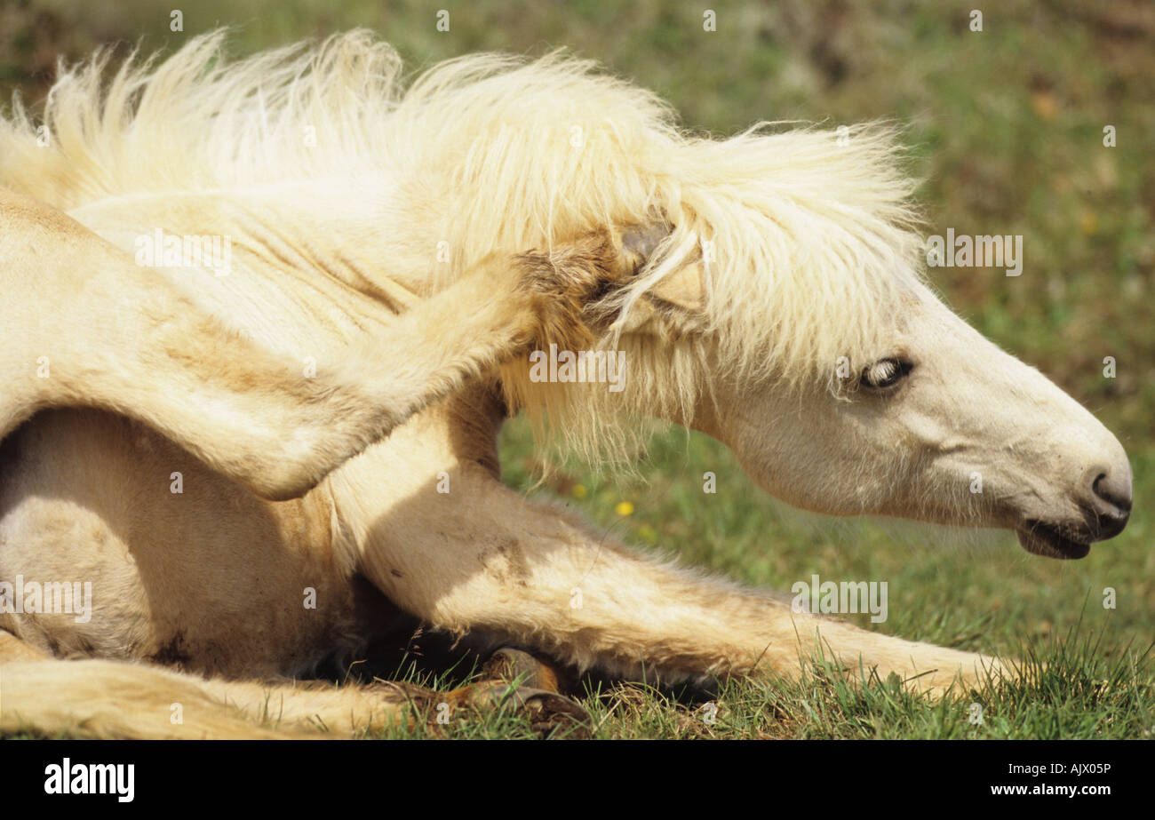 Icelandic Horse (Equus caballus), laying white horse scretching its ear ...