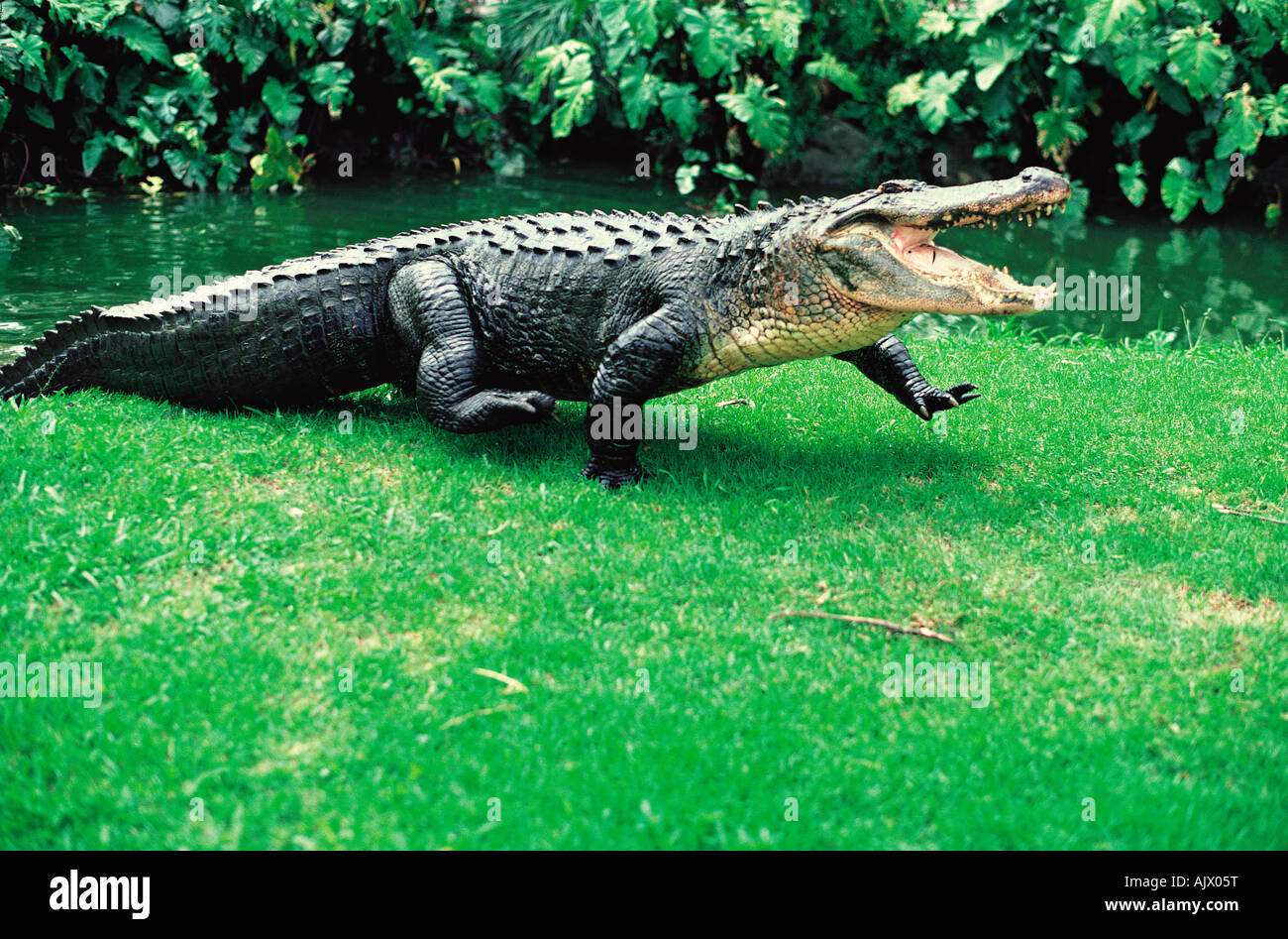 Wildlife. Reptile. Charging American Alligator, Betsy. Australian ...