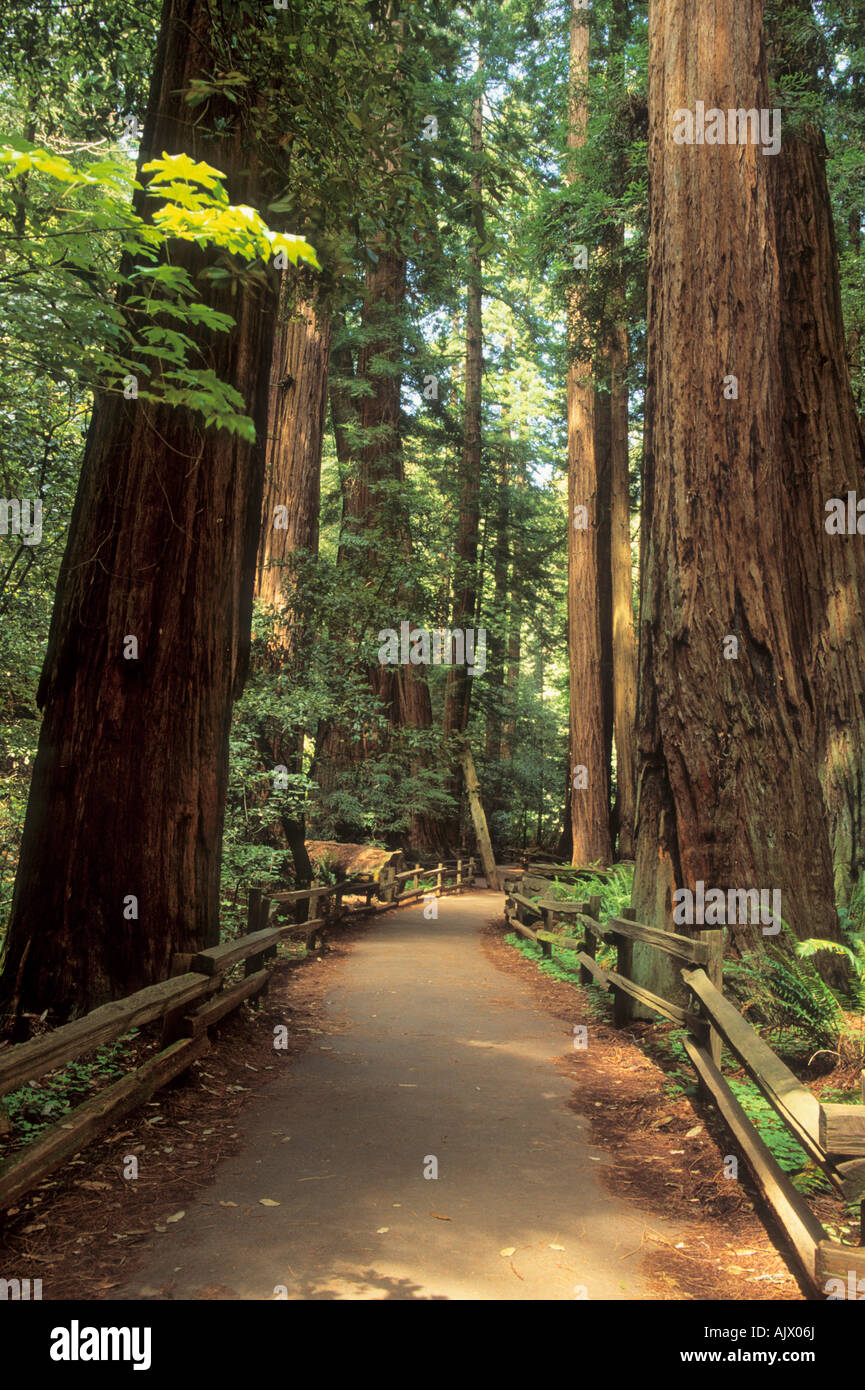 Redwoods in Muir Woods National Monument, Marin County, California, USA ...