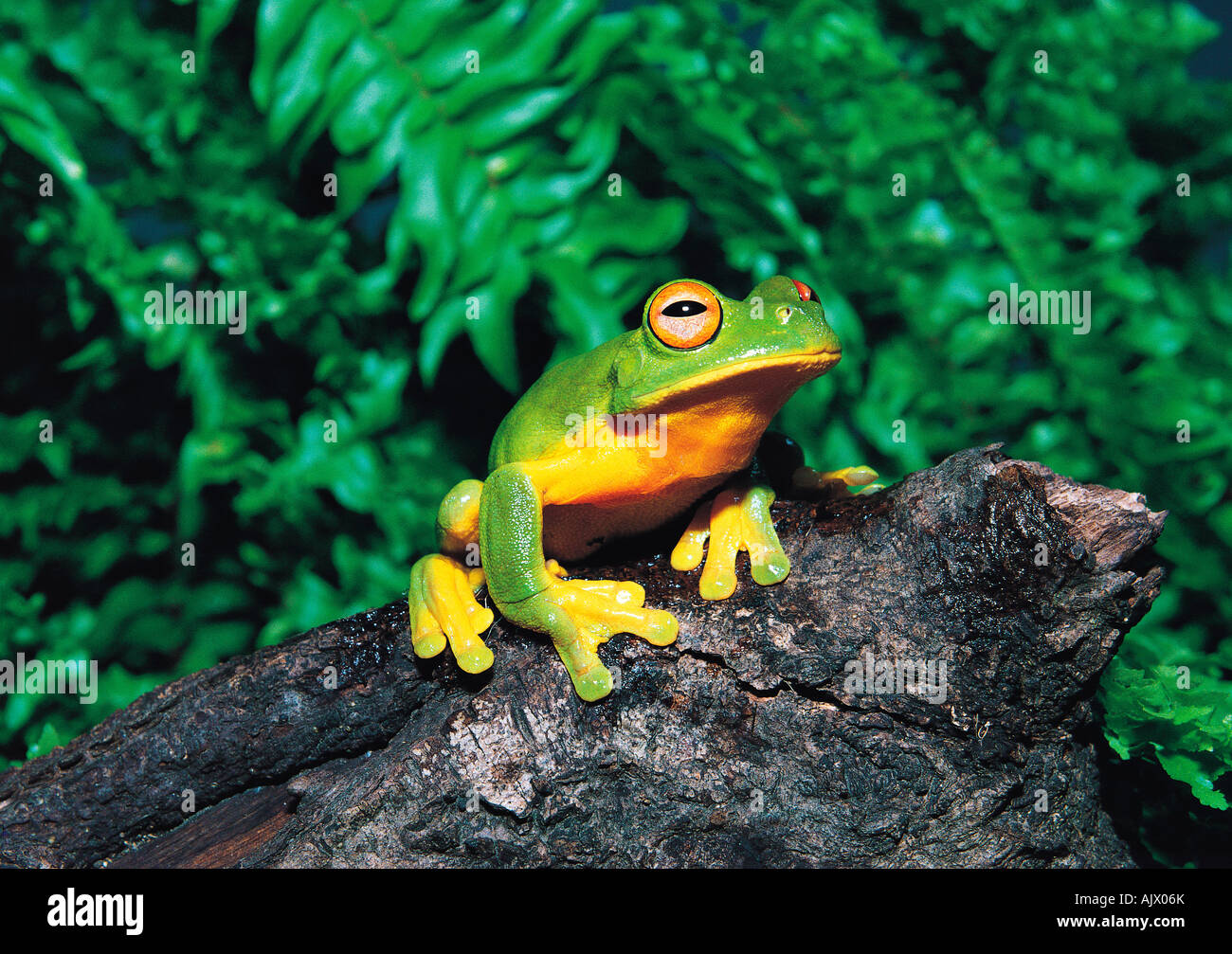 Australian wildlife. Amphibian. Red-Eyed Green Tree Frog. (Litoria ...