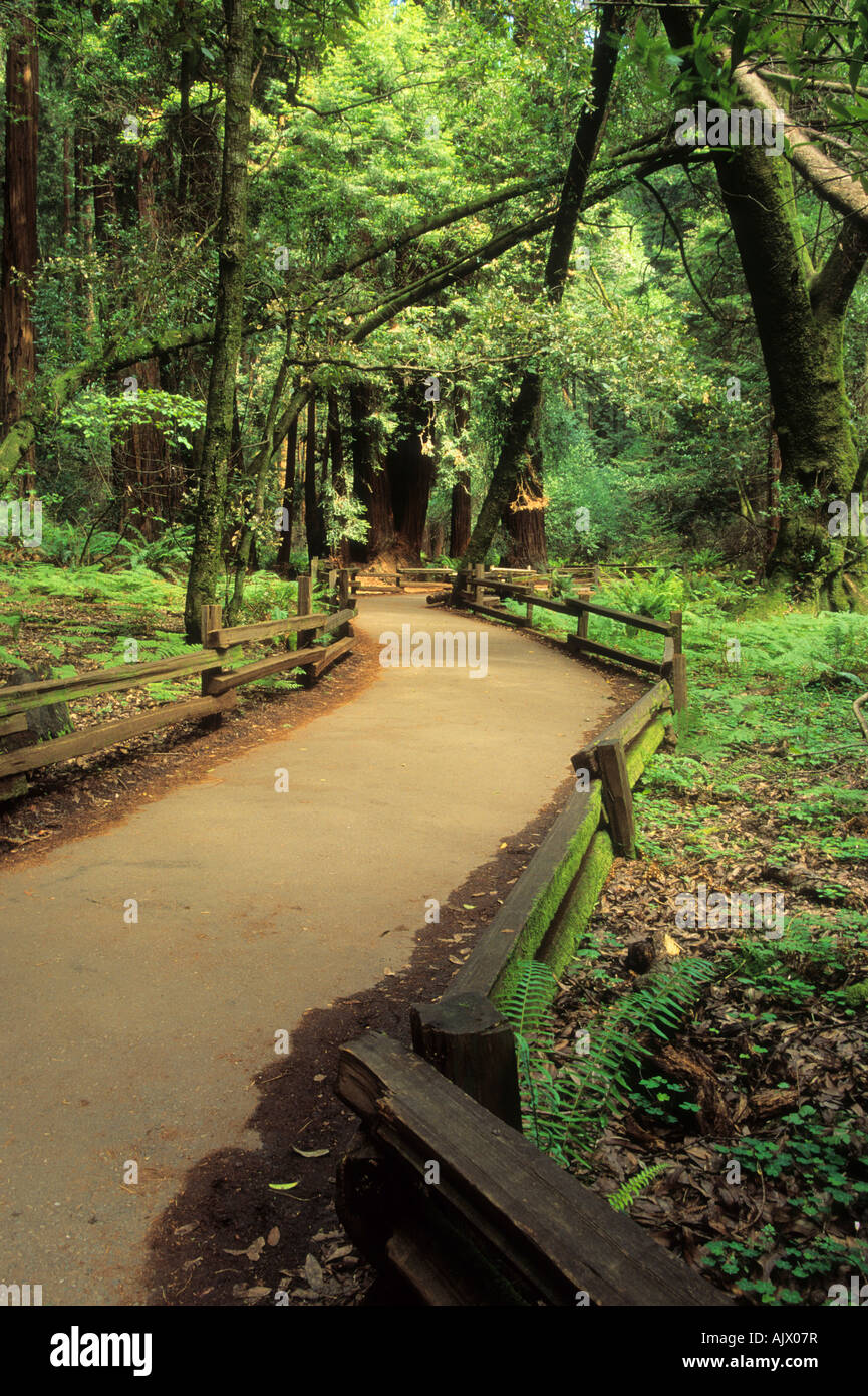 Redwoods in Muir Woods National Monument, Marin County, California, USA ...