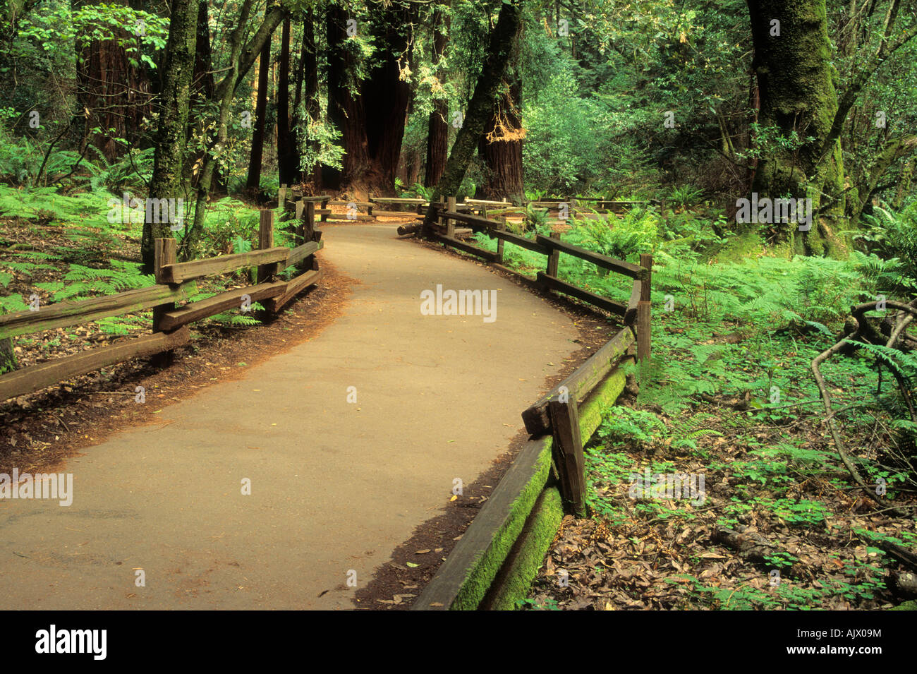 Redwoods in Muir Woods National Monument, Marin County, California, USA ...