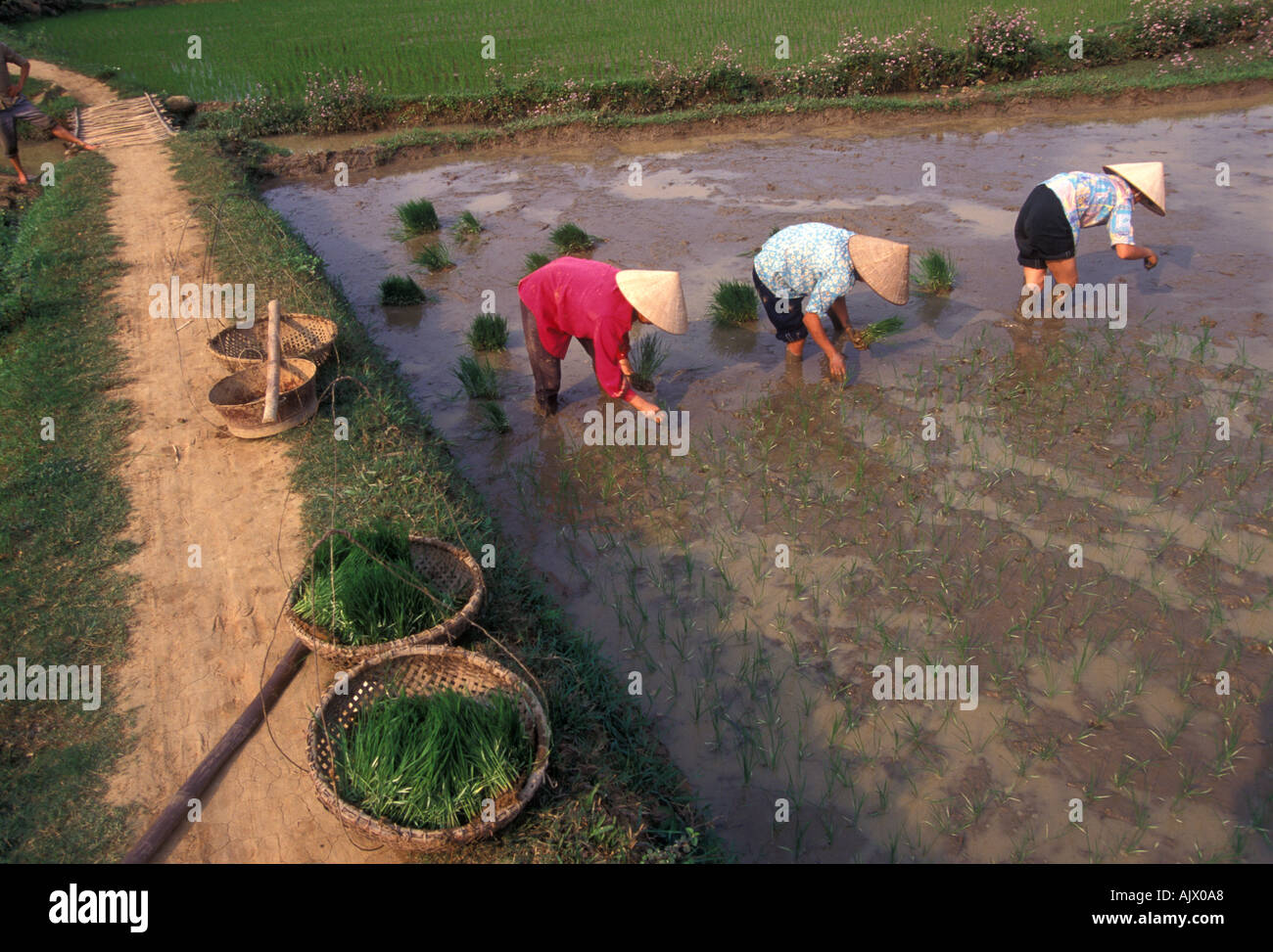 VIETNAM Mekong Delta planting rice paddy Stock Photo - Alamy