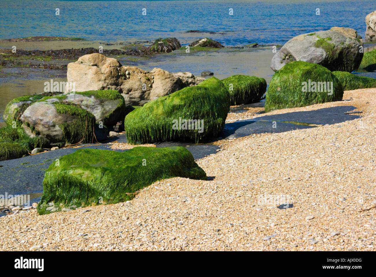 Seaweed covered rocks at Chapman s Pool Stock Photo - Alamy