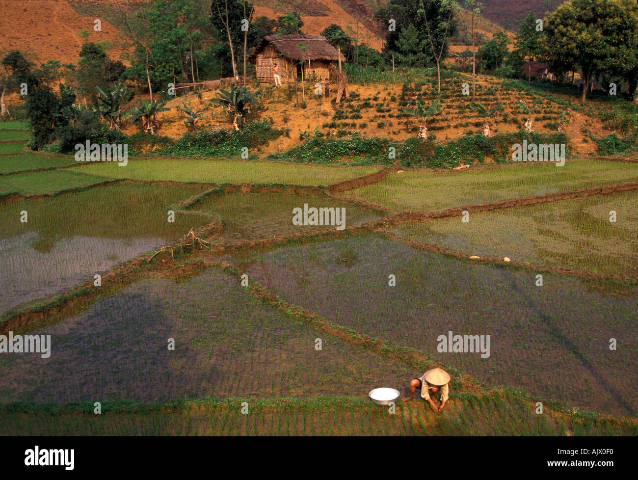 VIETNAM Red River valley. planting in rice paddy Stock Photo - Alamy