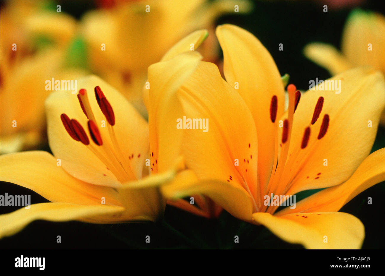 Yellow pyrenean lily hi-res stock photography and images - Alamy