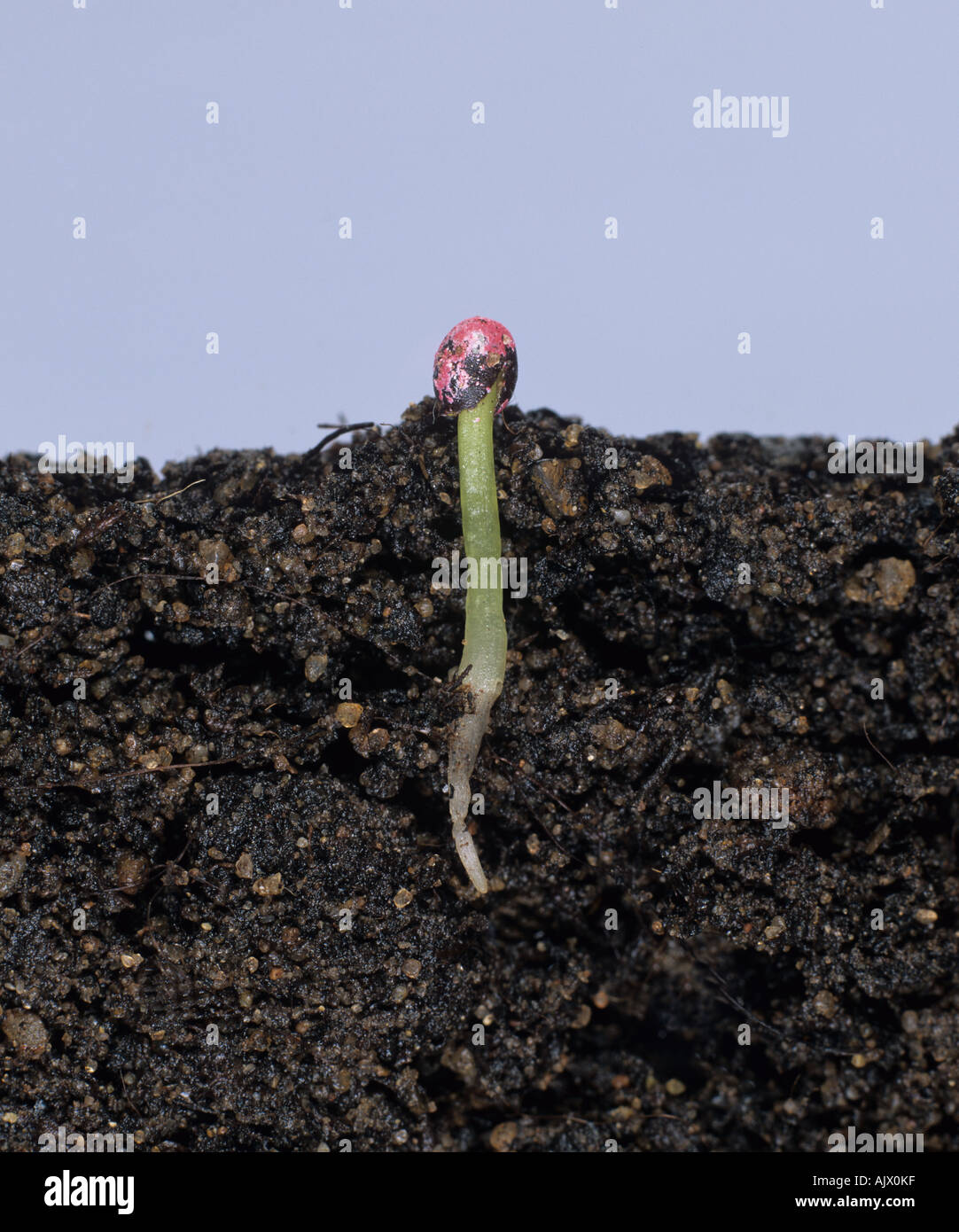 Germinating cabbage seedling roots only with pink seed treatment on ...