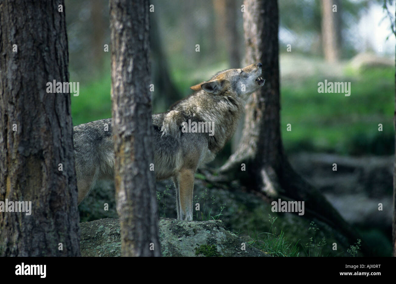 Wolf heulend Canis lupus | wolf howling Canis lupus Stock Photo - Alamy