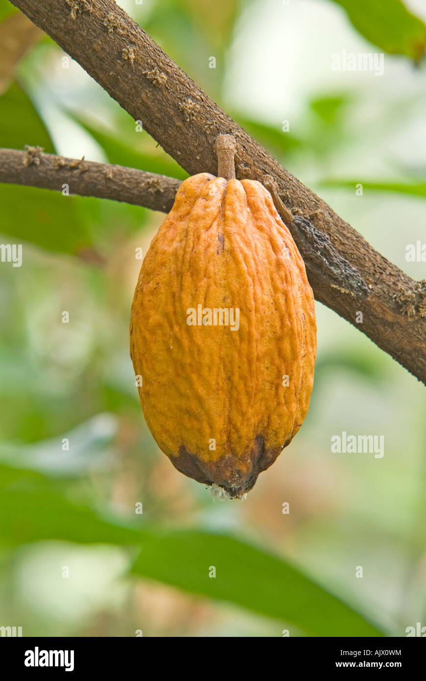Cacao chocolate nut tree theobroma hi-res stock photography and images ...