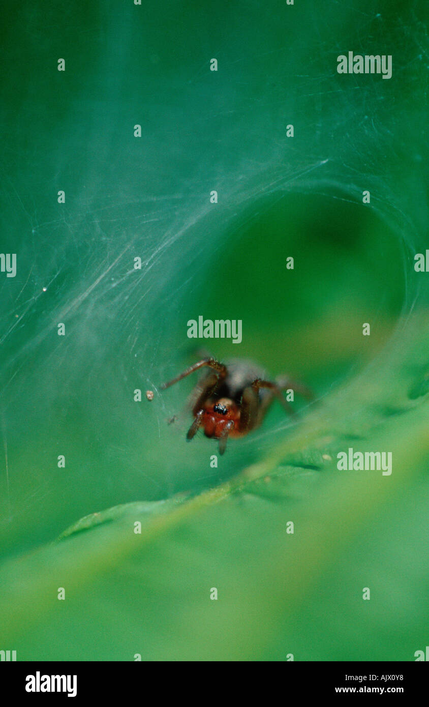Grass Funnel-weaver / Maze Spider / Labyrinthspinne / Trichterspinne ...